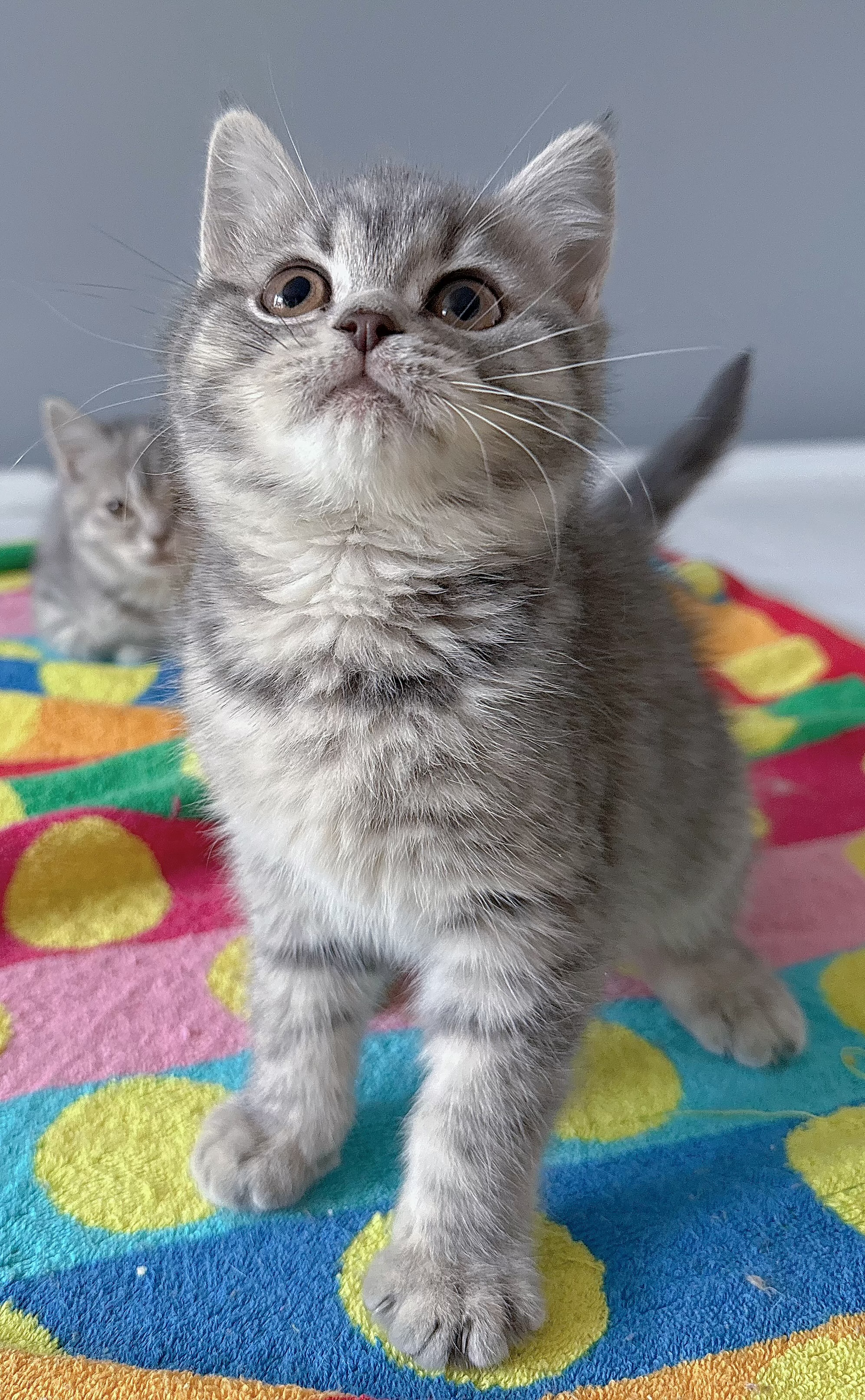 Cats - Stuart Mill - PetsForHomes