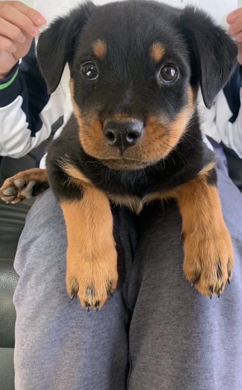Rottweiler - Shepparton - PetsForHomes
