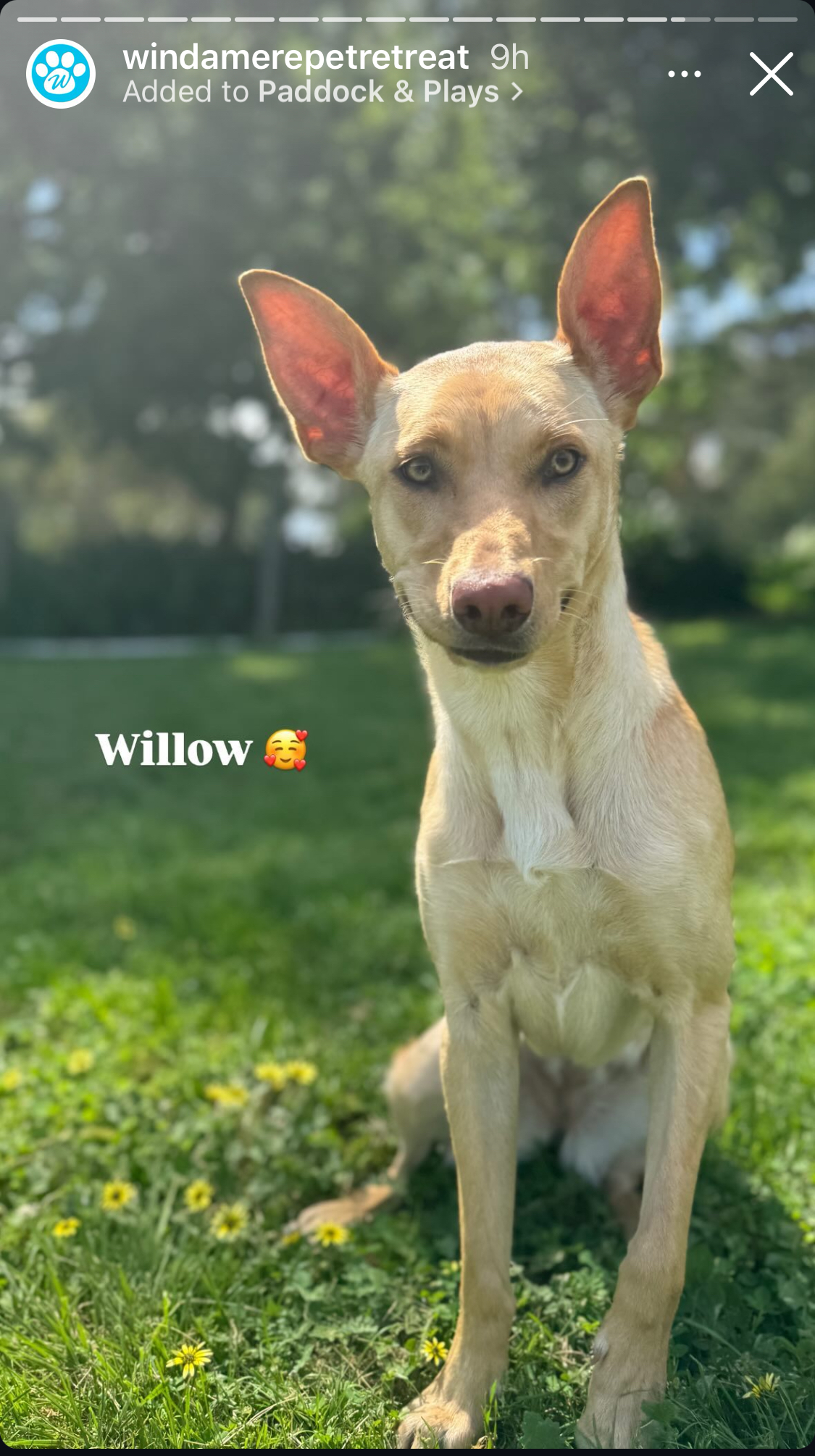 Australian Kelpie - Blackwood - PetsForHomes