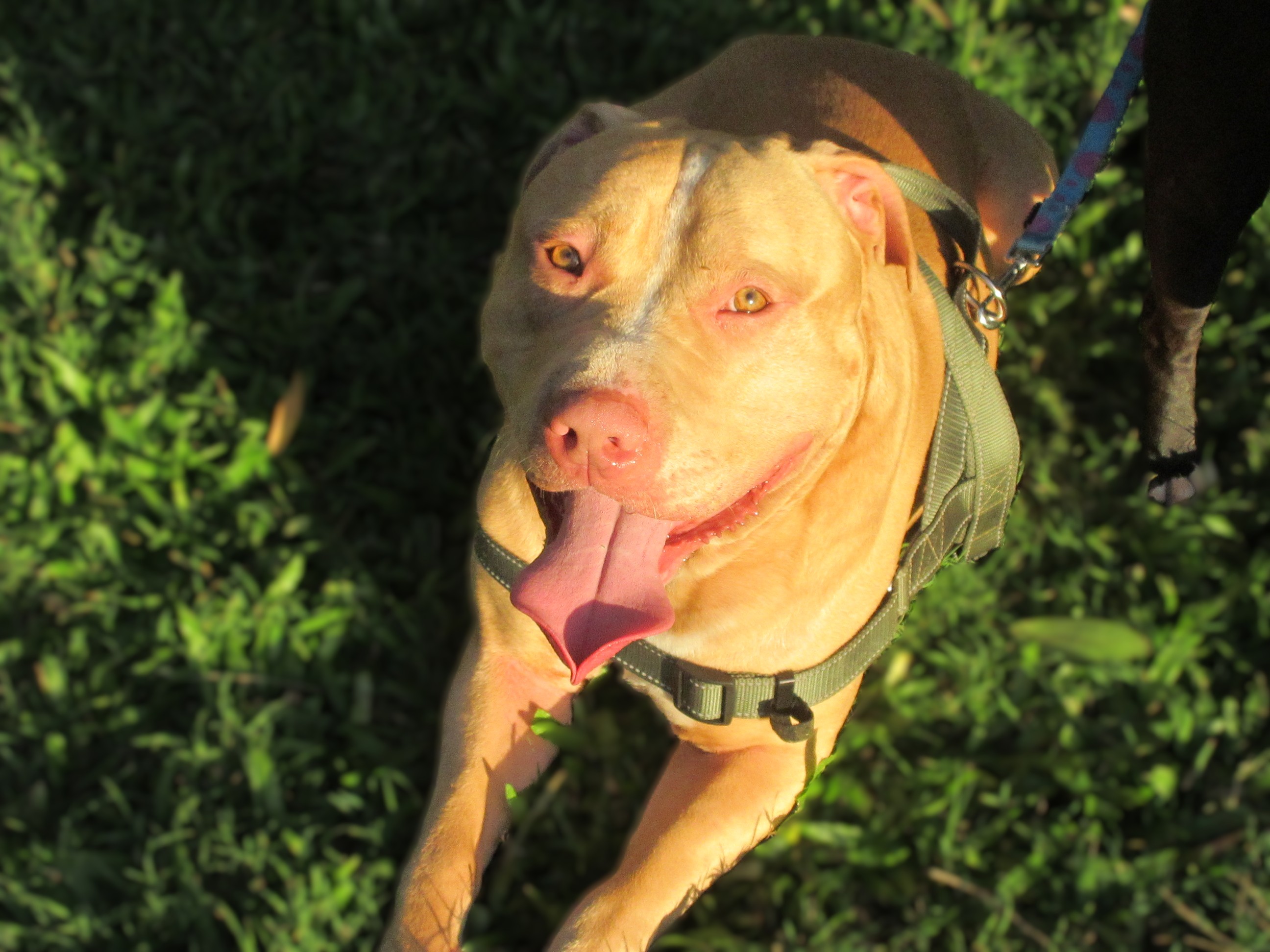 American Staffordshire Bull Terrier - DemiGod Austaffs - PetsForHomes