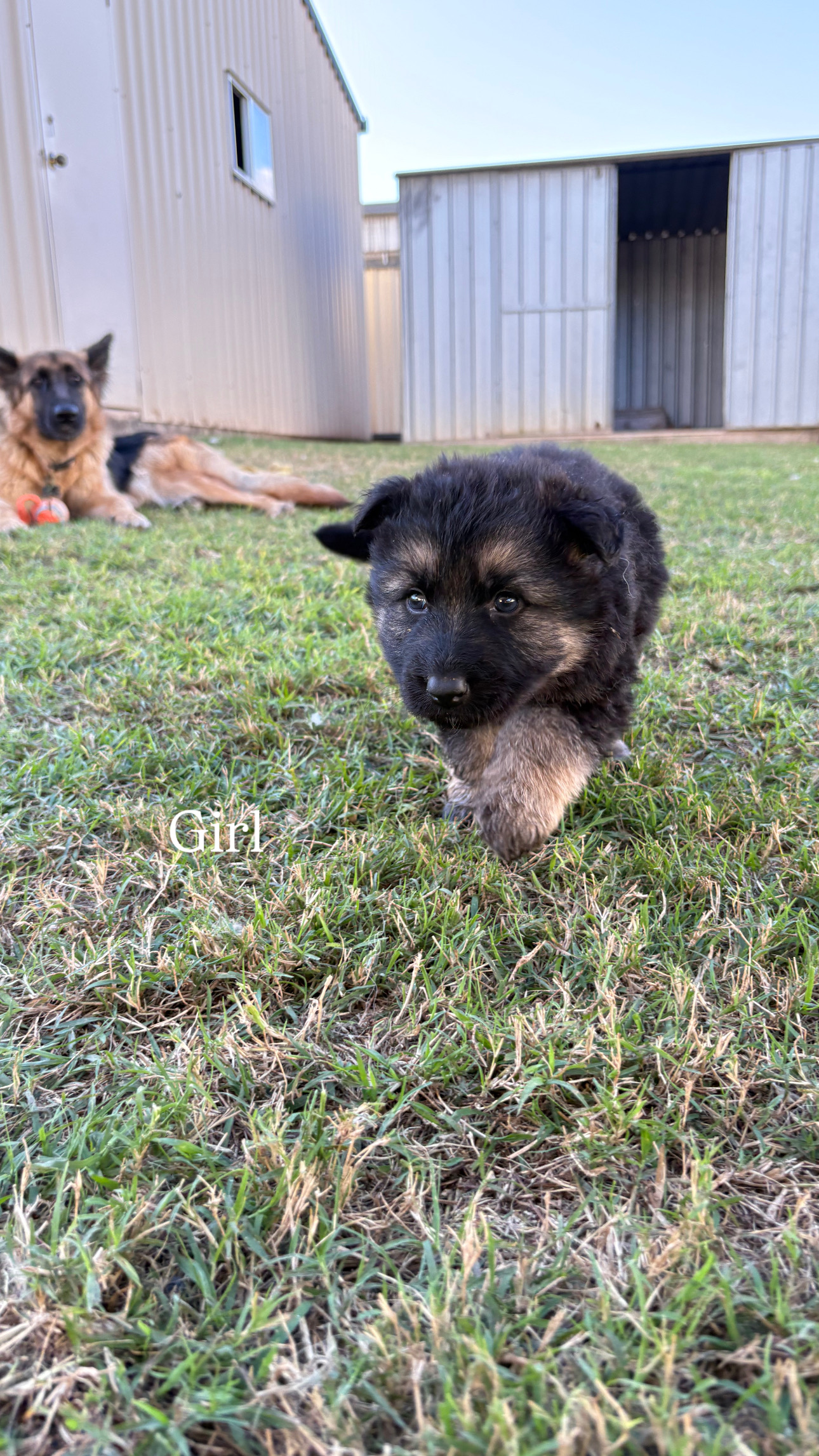 German Shepherd - Moranbah - PetsForHomes
