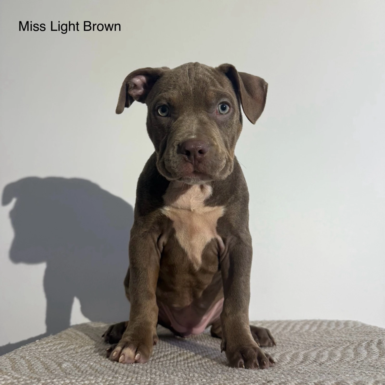 American Bulldog - Gold Coast - PetsForHomes