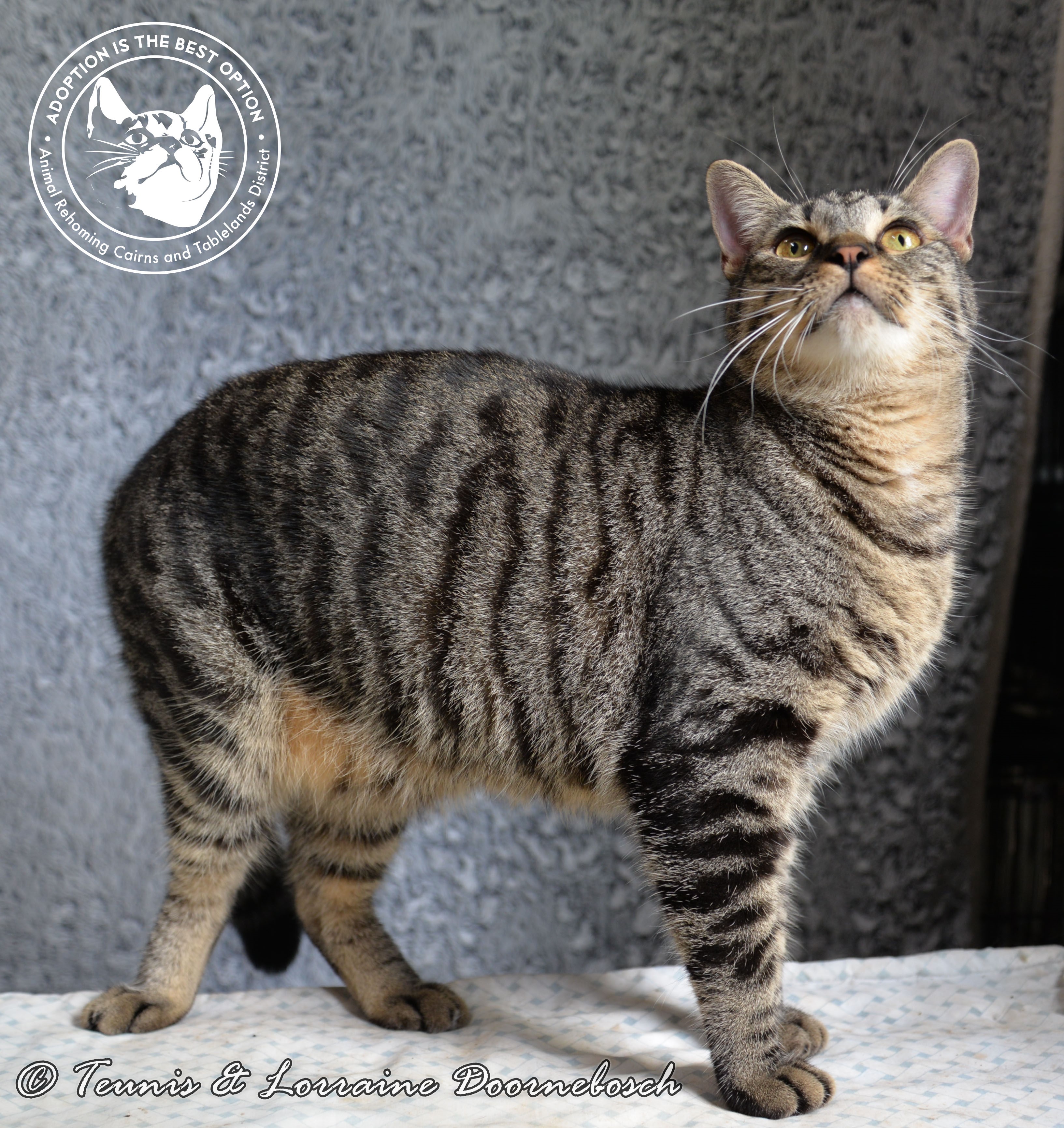 Kane - PetsForHomes