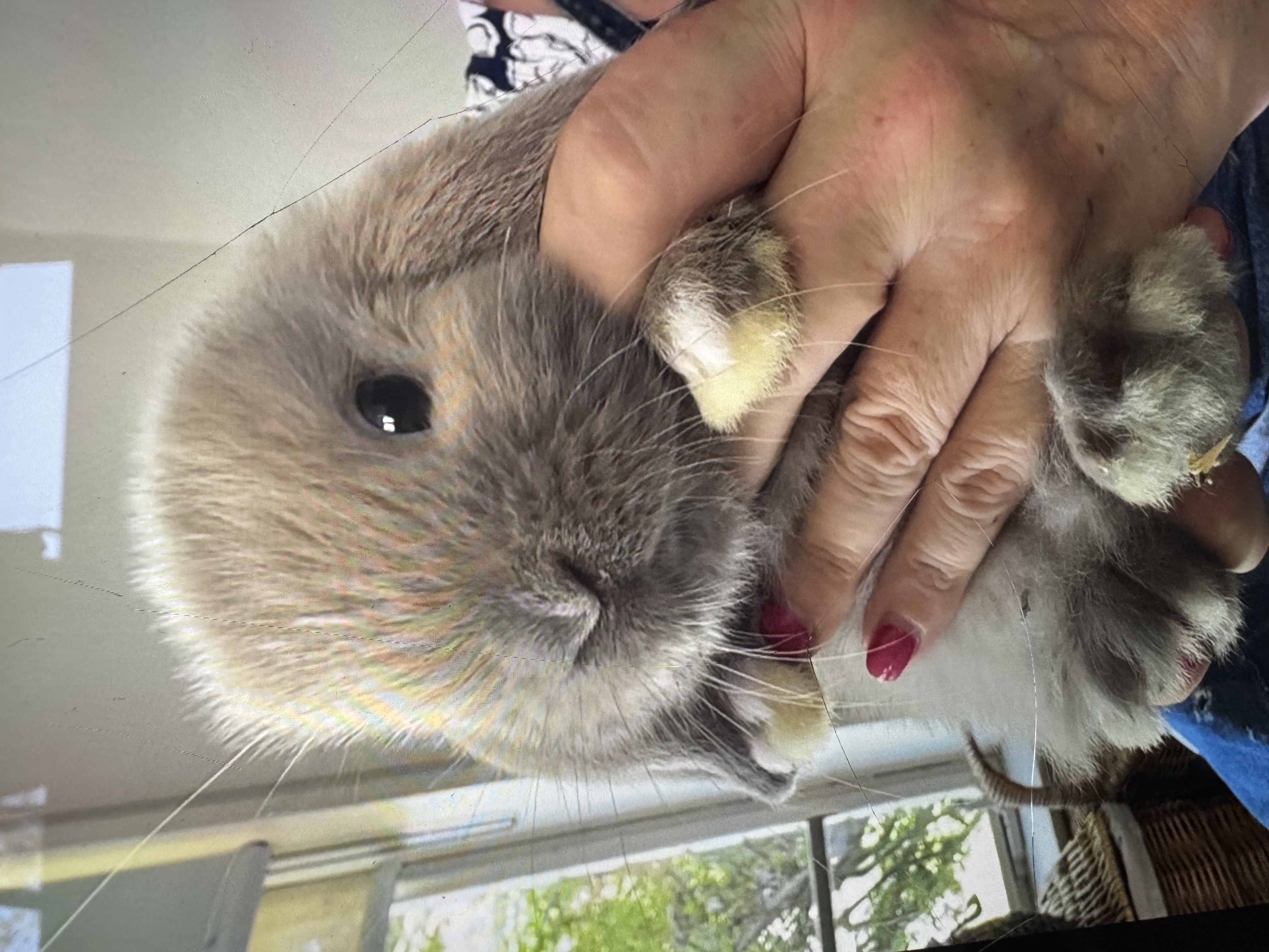 Rabbit - Davidson - PetsForHomes
