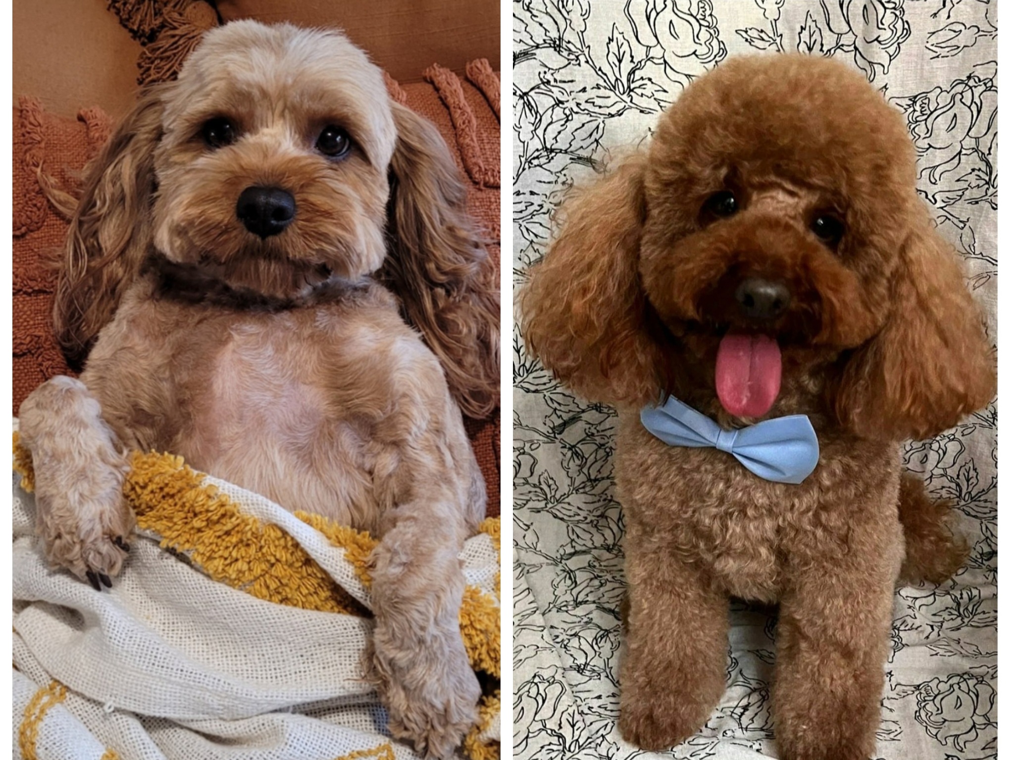 Cavoodle - Sunbury - PetsForHomes