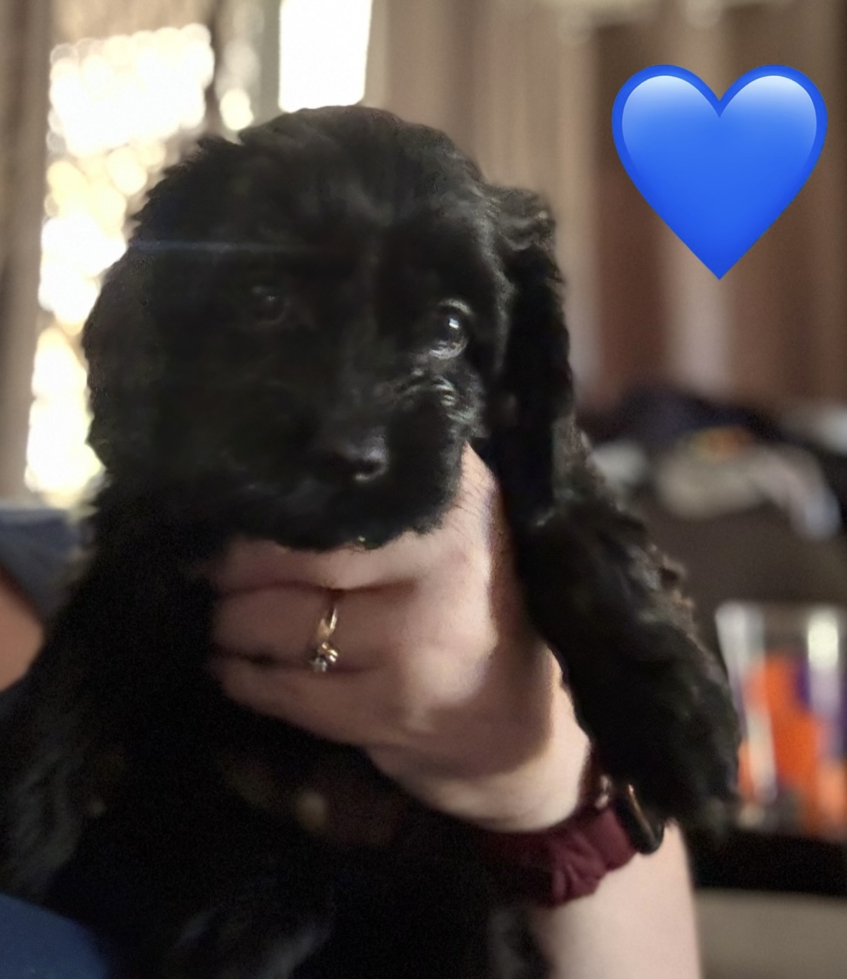 Cavoodle - Dubbo - PetsForHomes