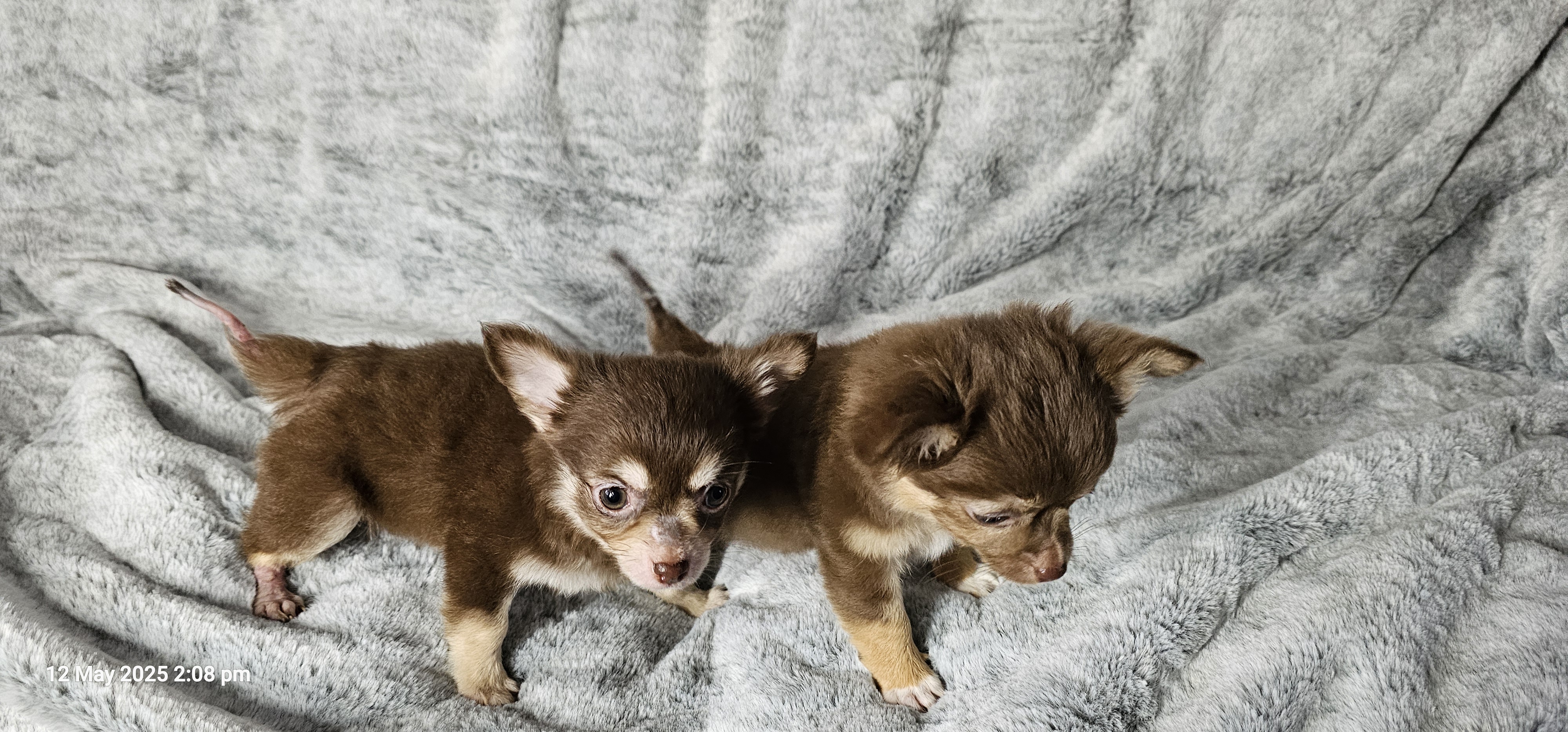 Dogs - Shayne Van Der Heide - PetsForHomes