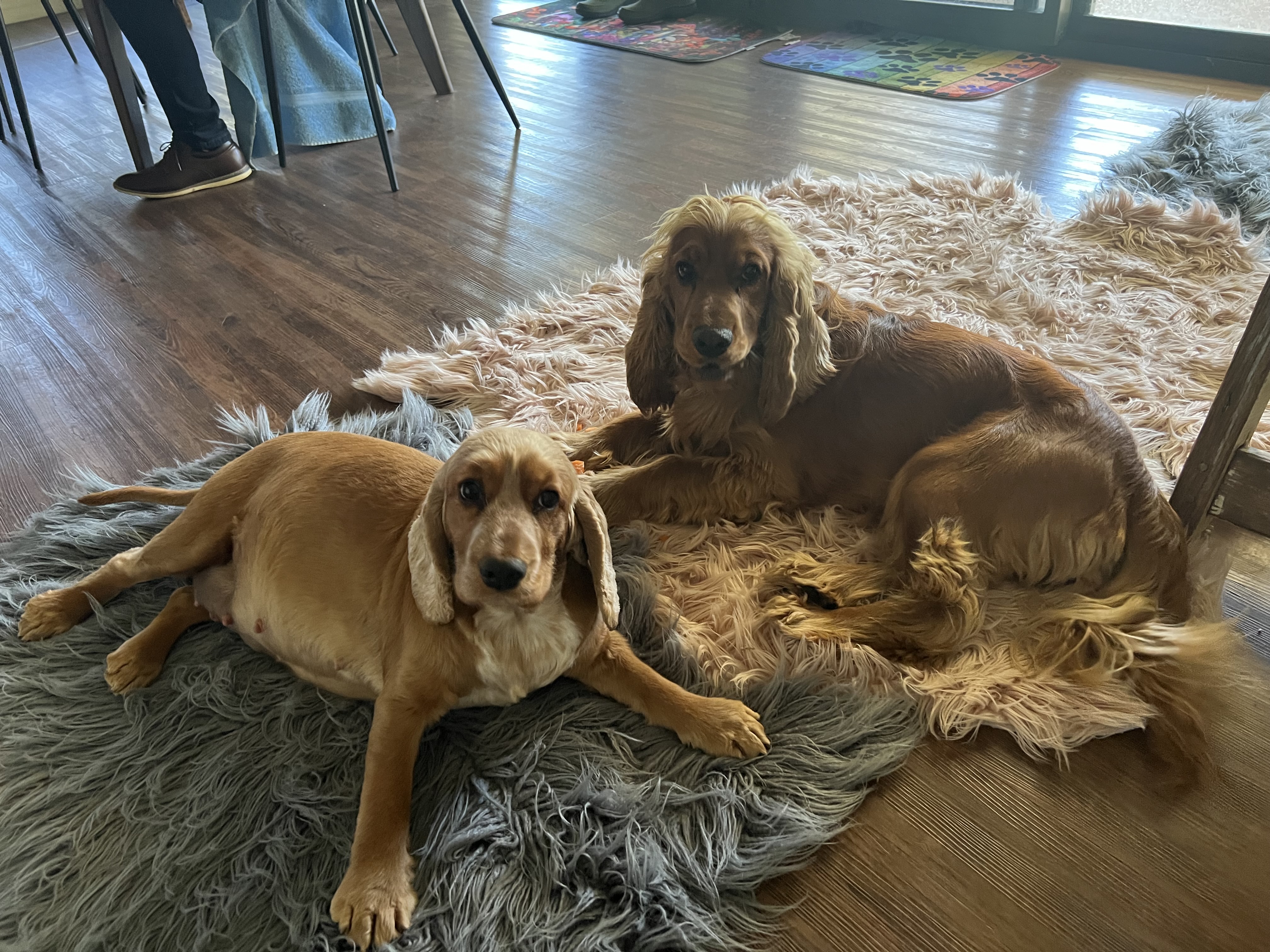 Cockerspaniel - Bendigo - PetsForHomes