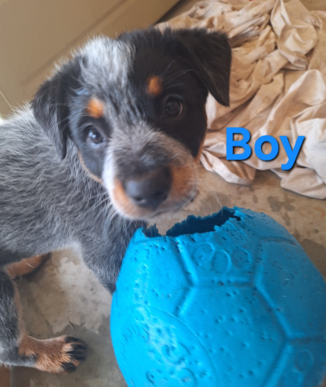 Dogs - Caboolture - PetsForHomes