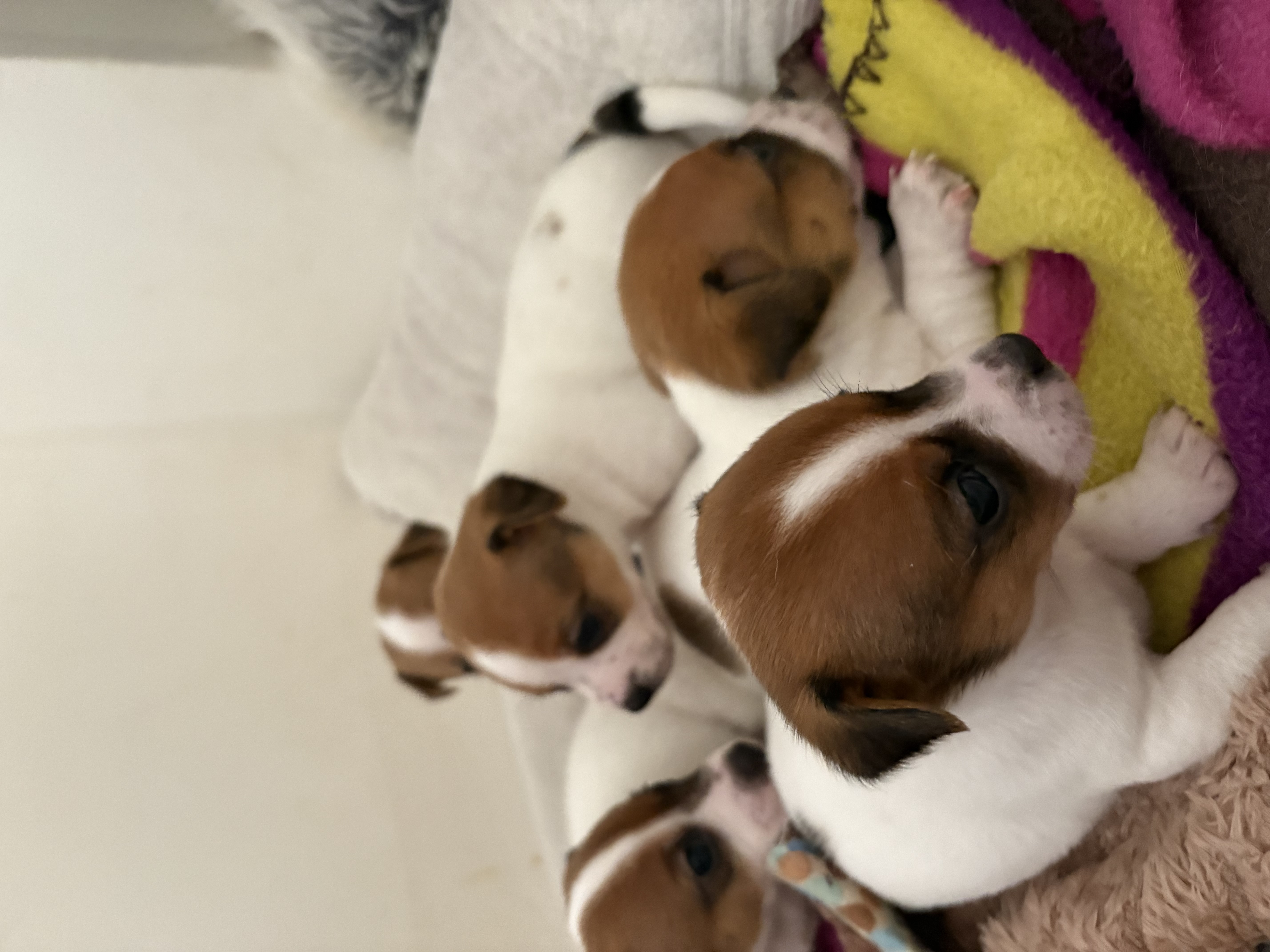 Jack Russell - Robertson - PetsForHomes