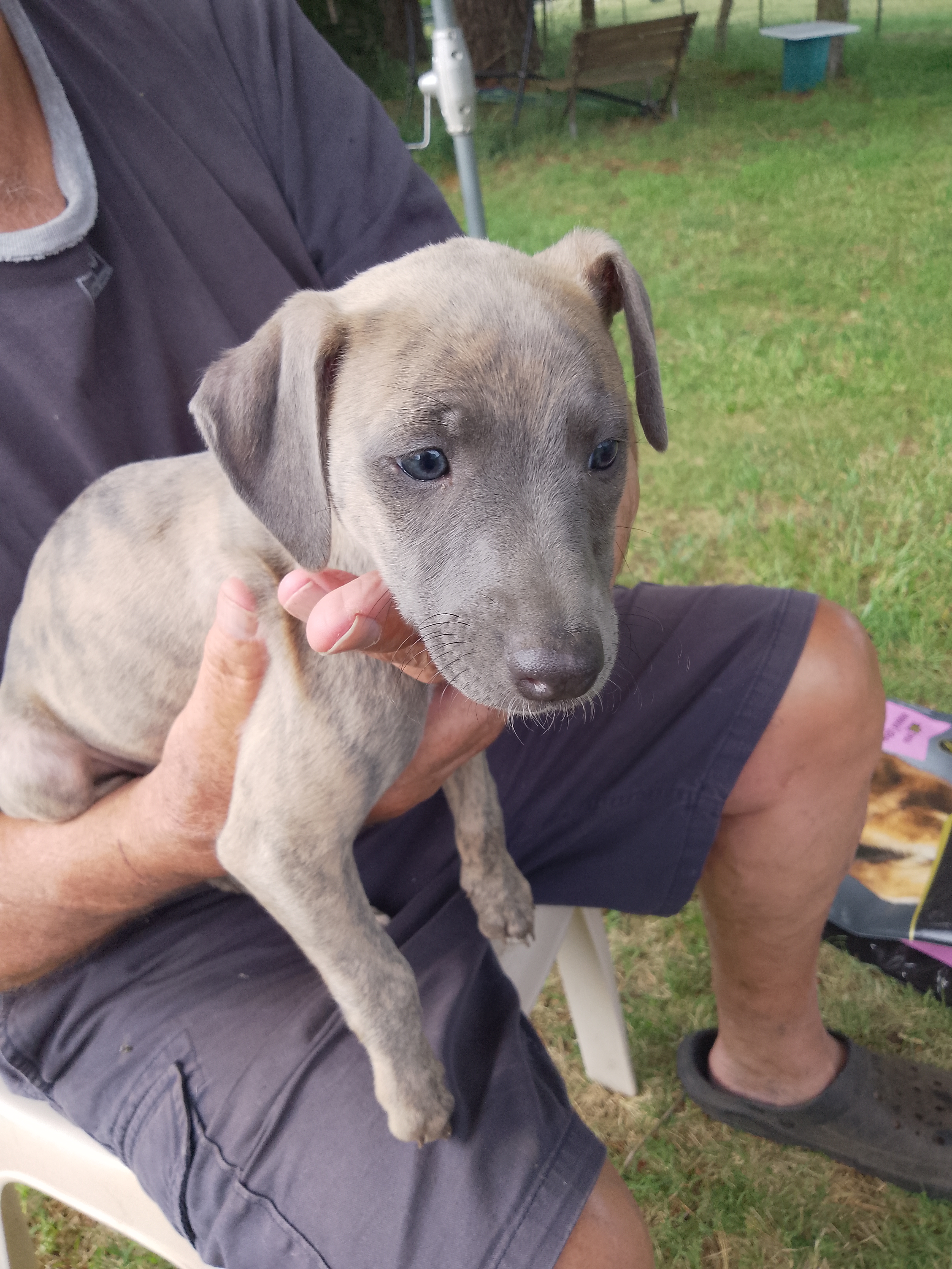 Dogs - Saumarez Ponds - PetsForHomes