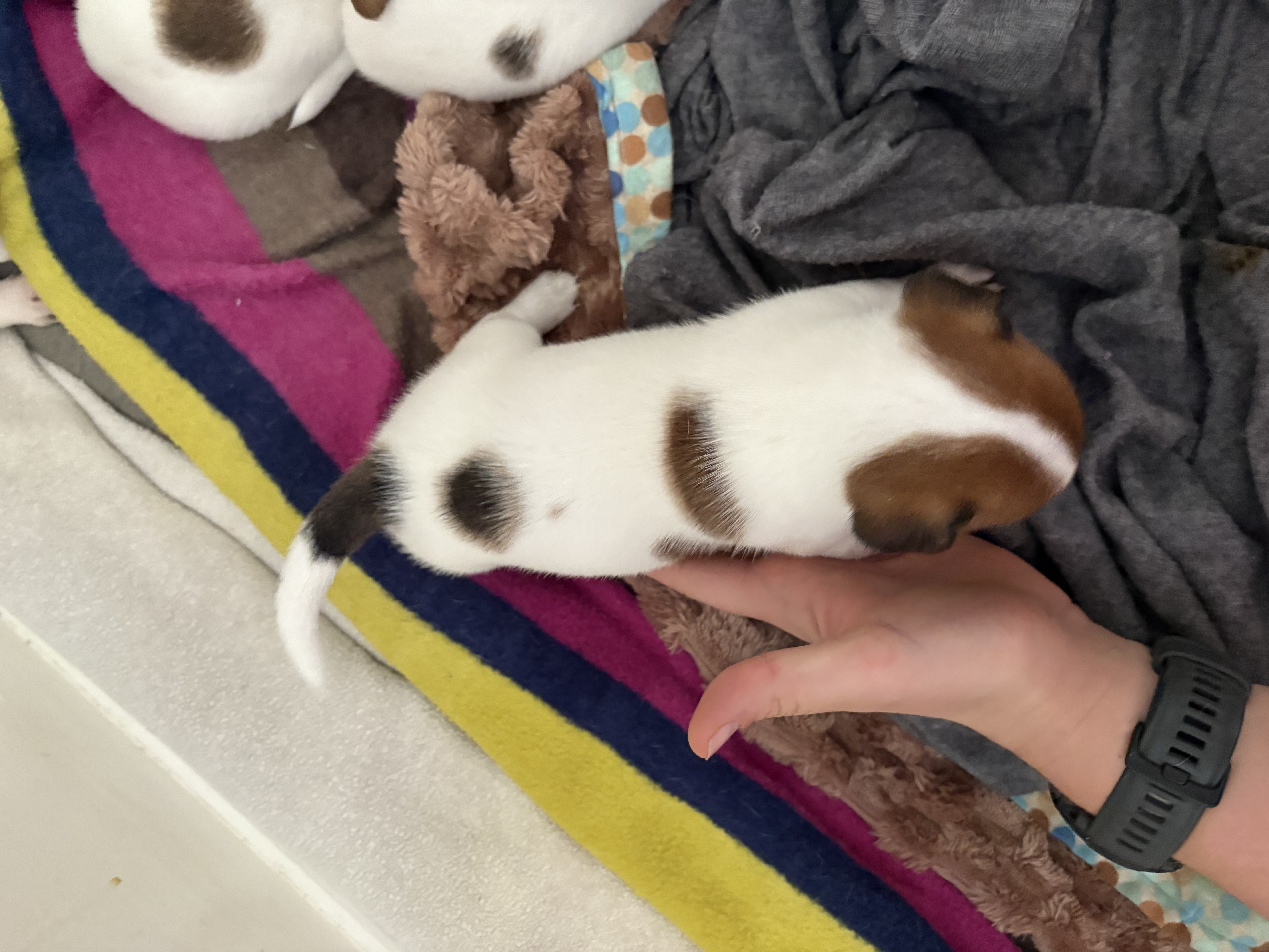 Jack Russell - Robertson - PetsForHomes