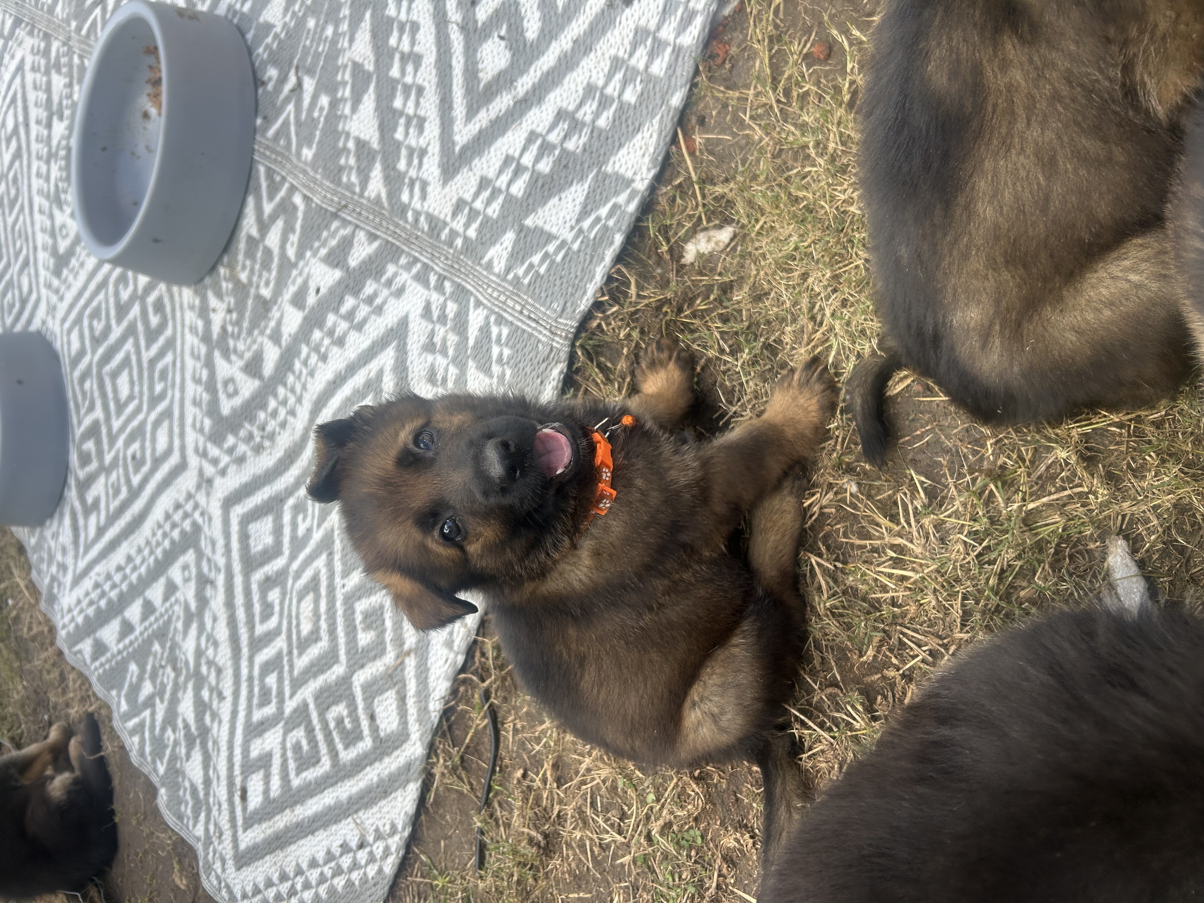 German Shepherd - Park Avenue - PetsForHomes