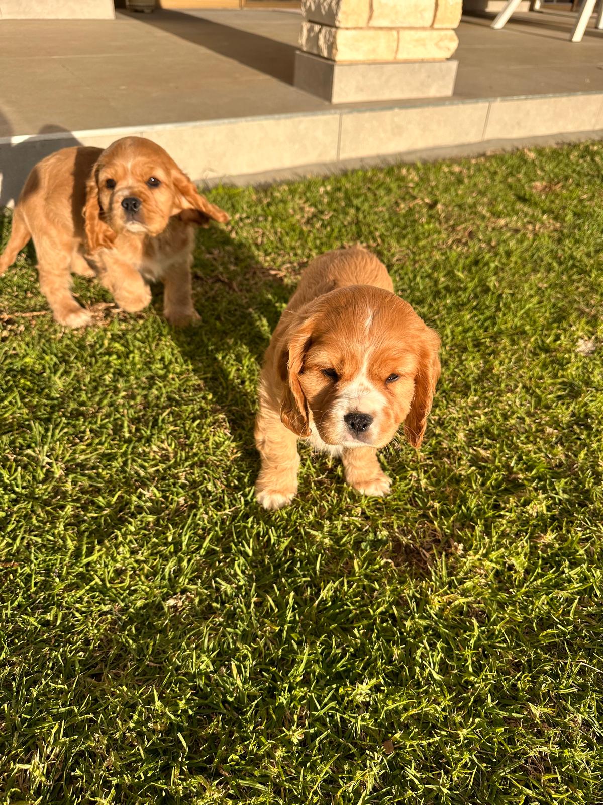 Cocker Spaniel - Cecil Park - PetsForHomes