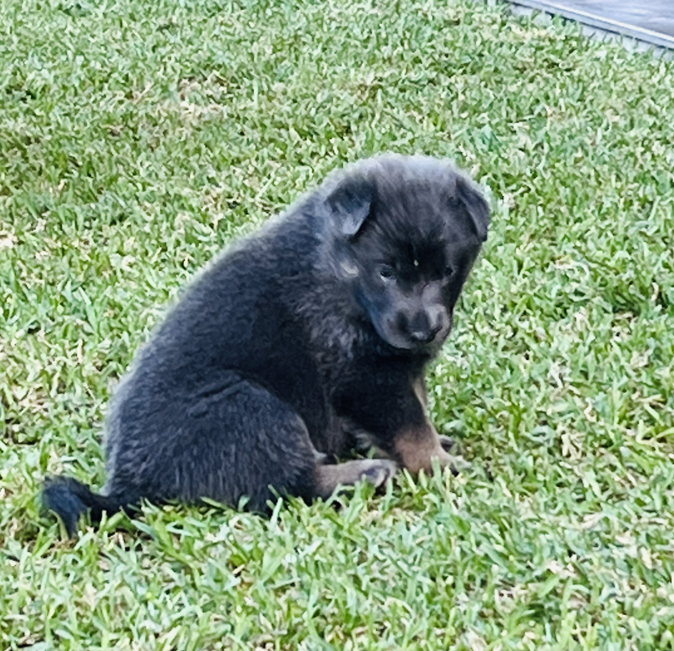 German Shepherd - Craignish - PetsForHomes