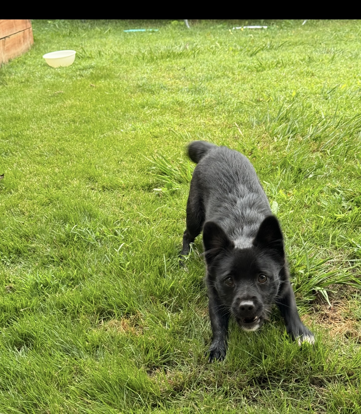 Jack Russell - Springwood - PetsForHomes