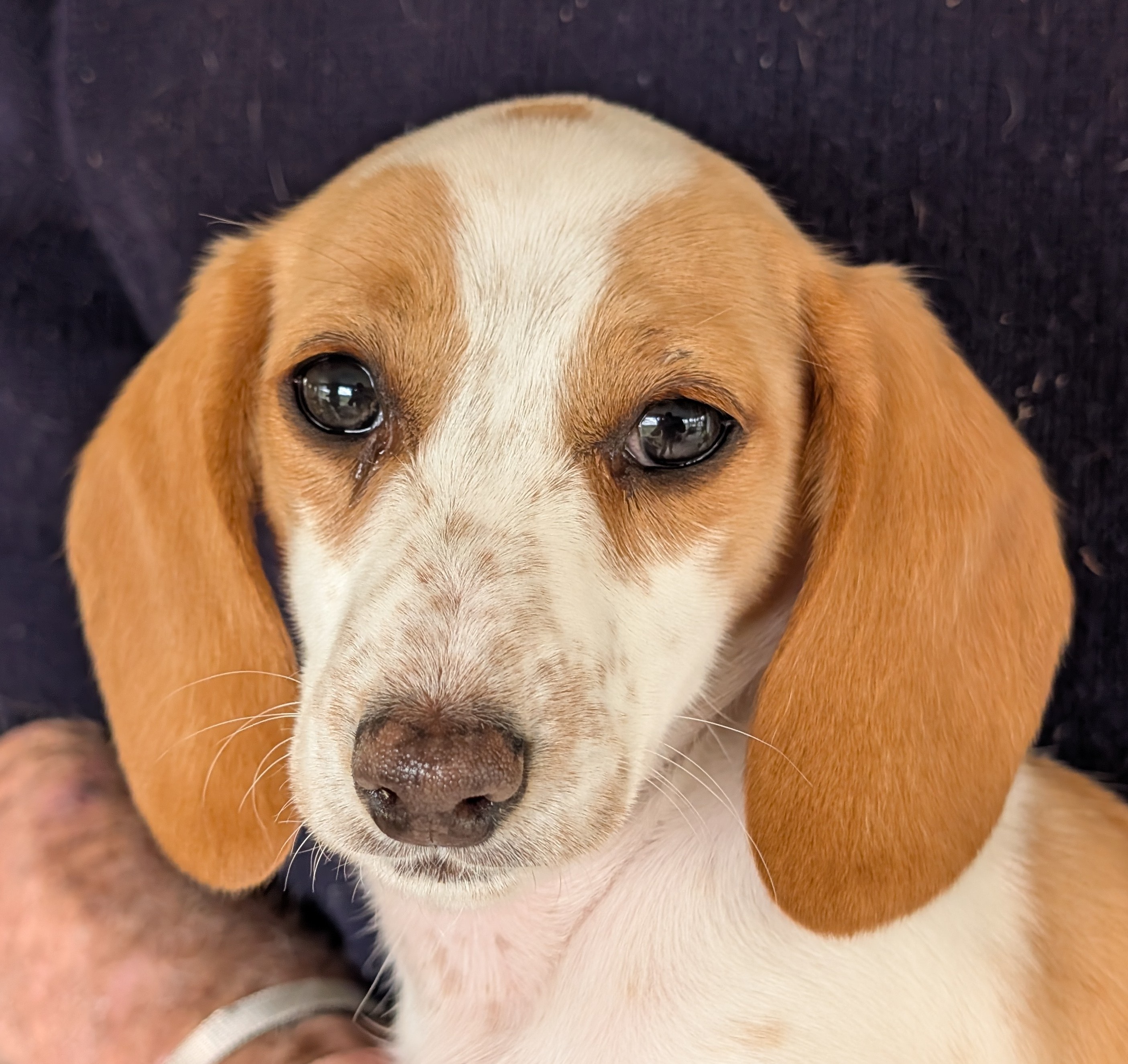 Dachshund - Armidale - PetsForHomes
