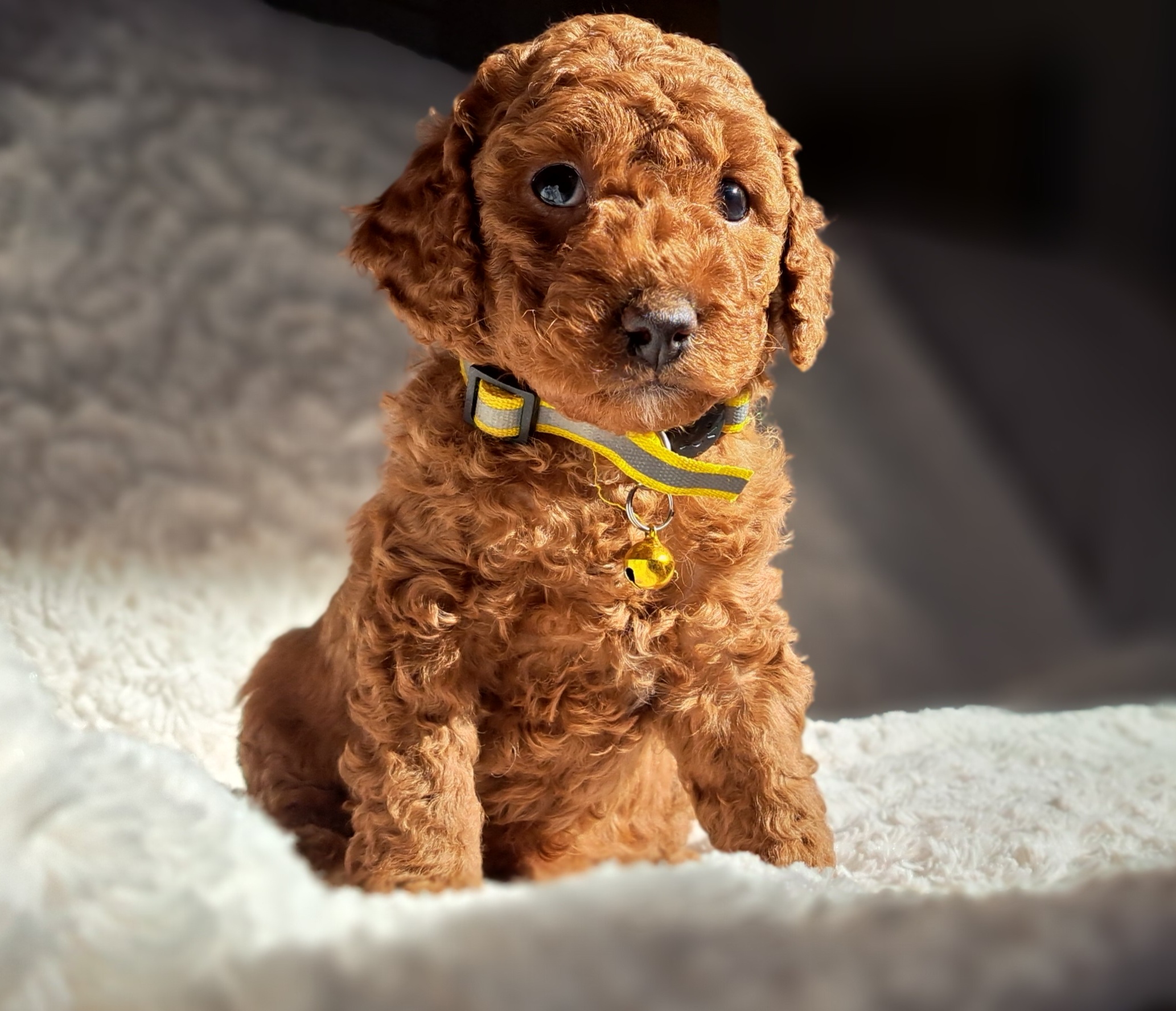 Toy Poodle - Essendon - PetsForHomes
