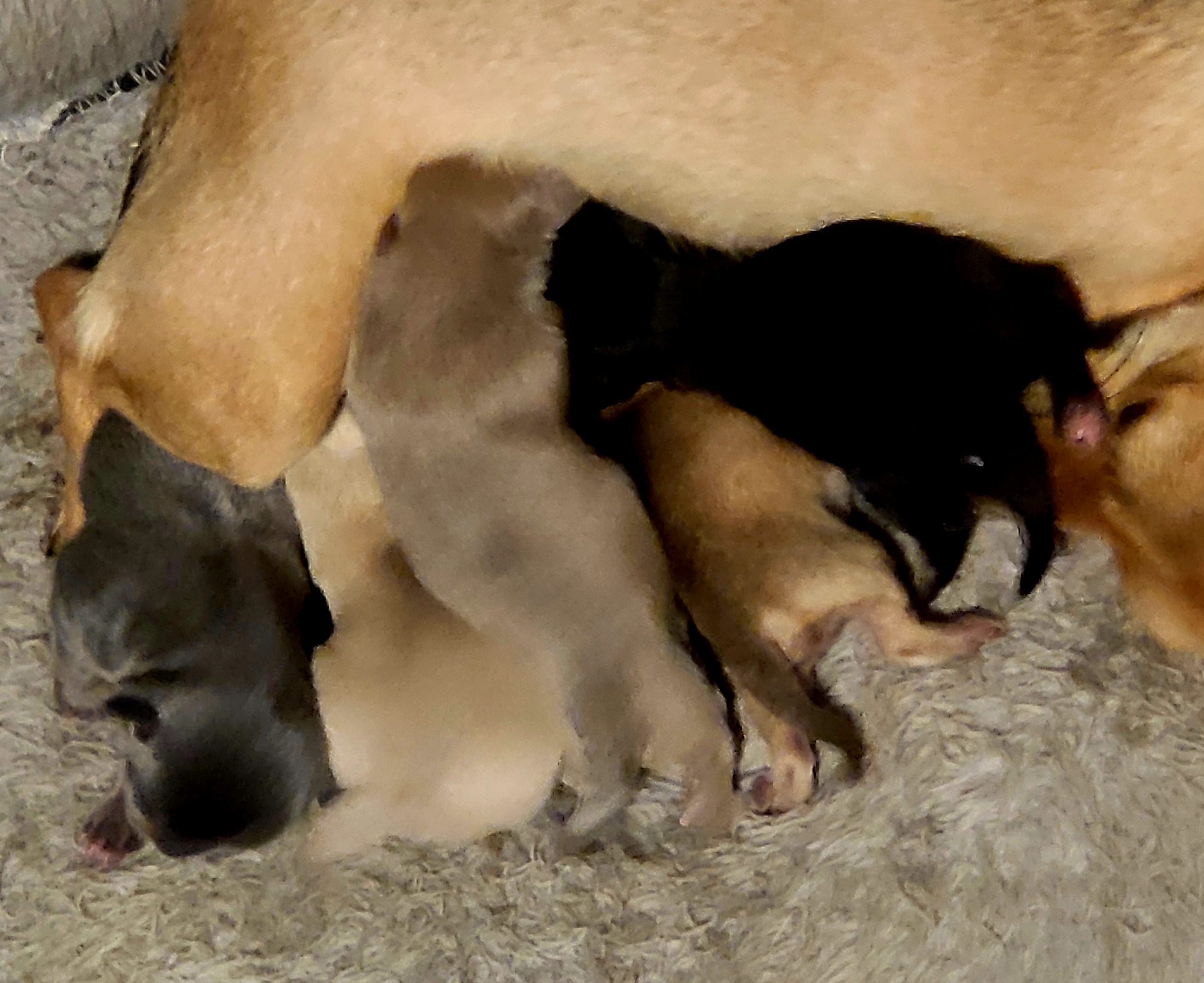 Chihuahua - Mount Larcom - PetsForHomes