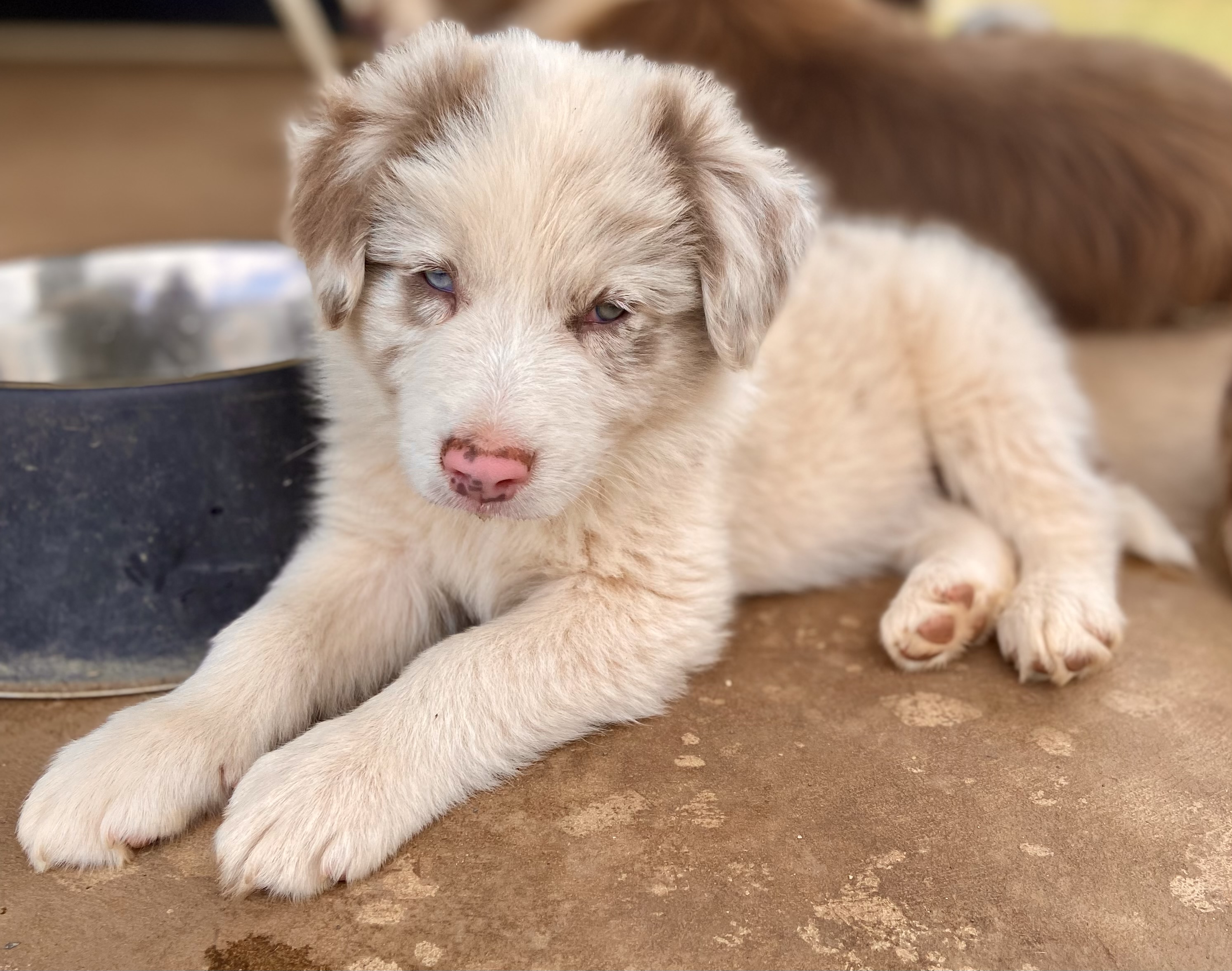 Border Collie - Mareeba - PetsForHomes