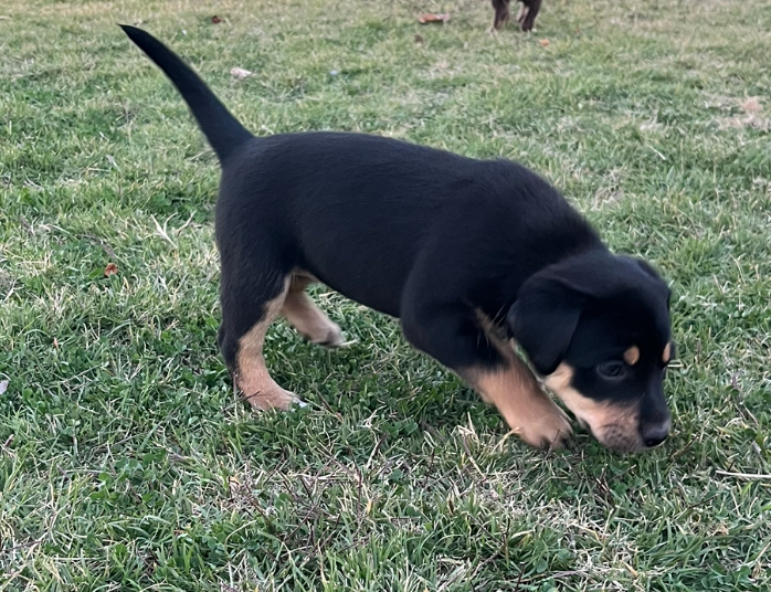 Australian Kelpie - Bec - PetsForHomes