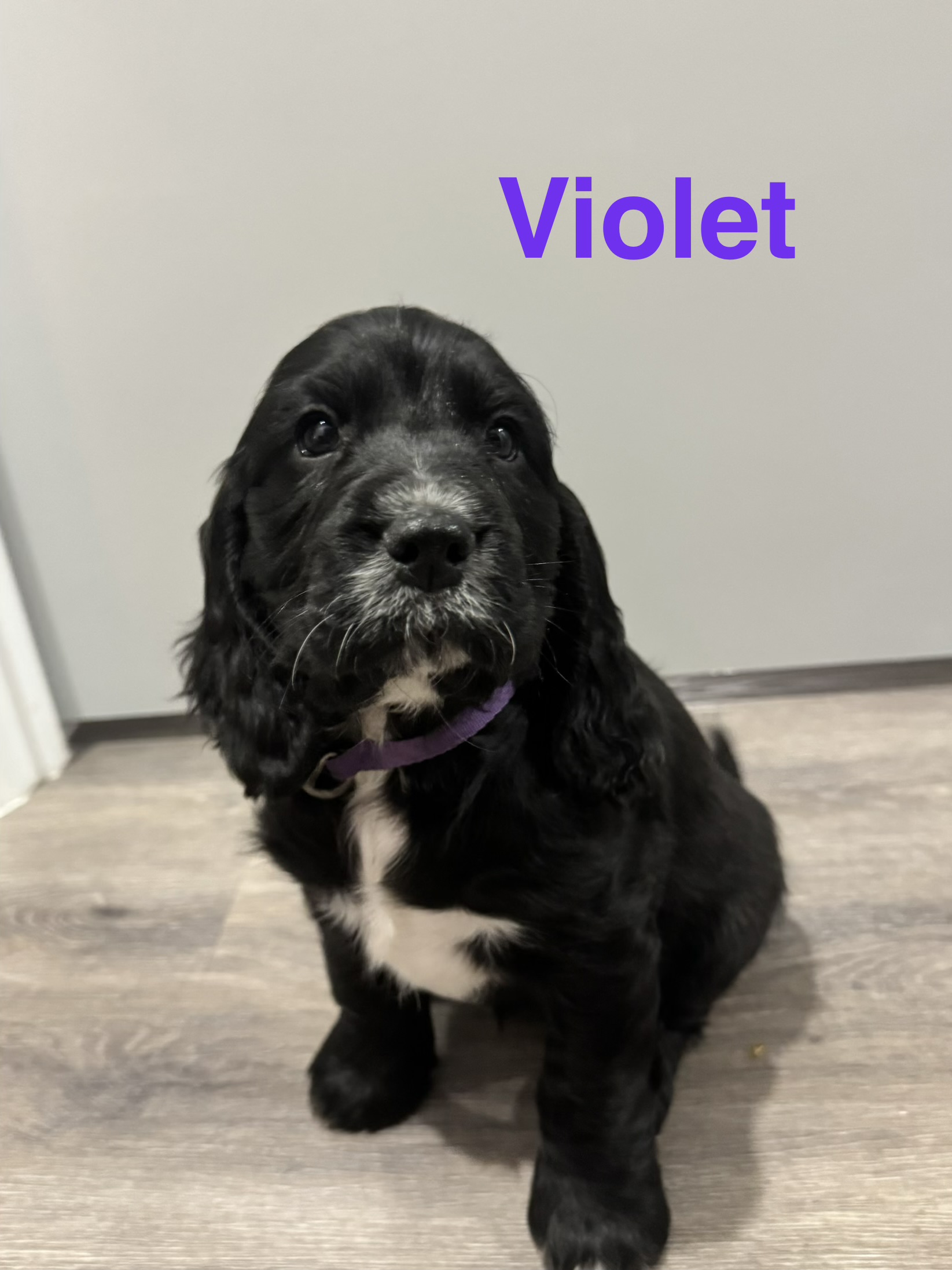 Cocker Spaniel - Beenleigh - PetsForHomes