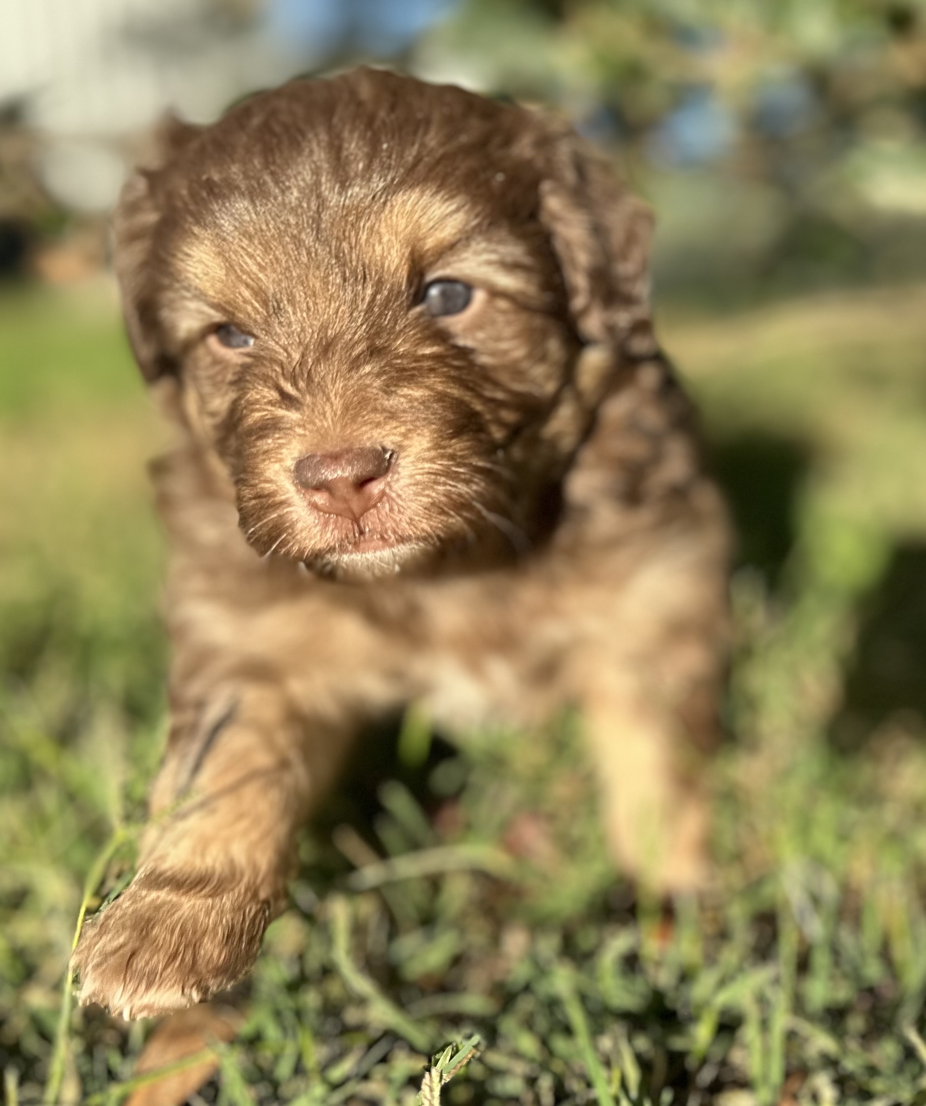 Bordoodle - Tamworth - PetsForHomes