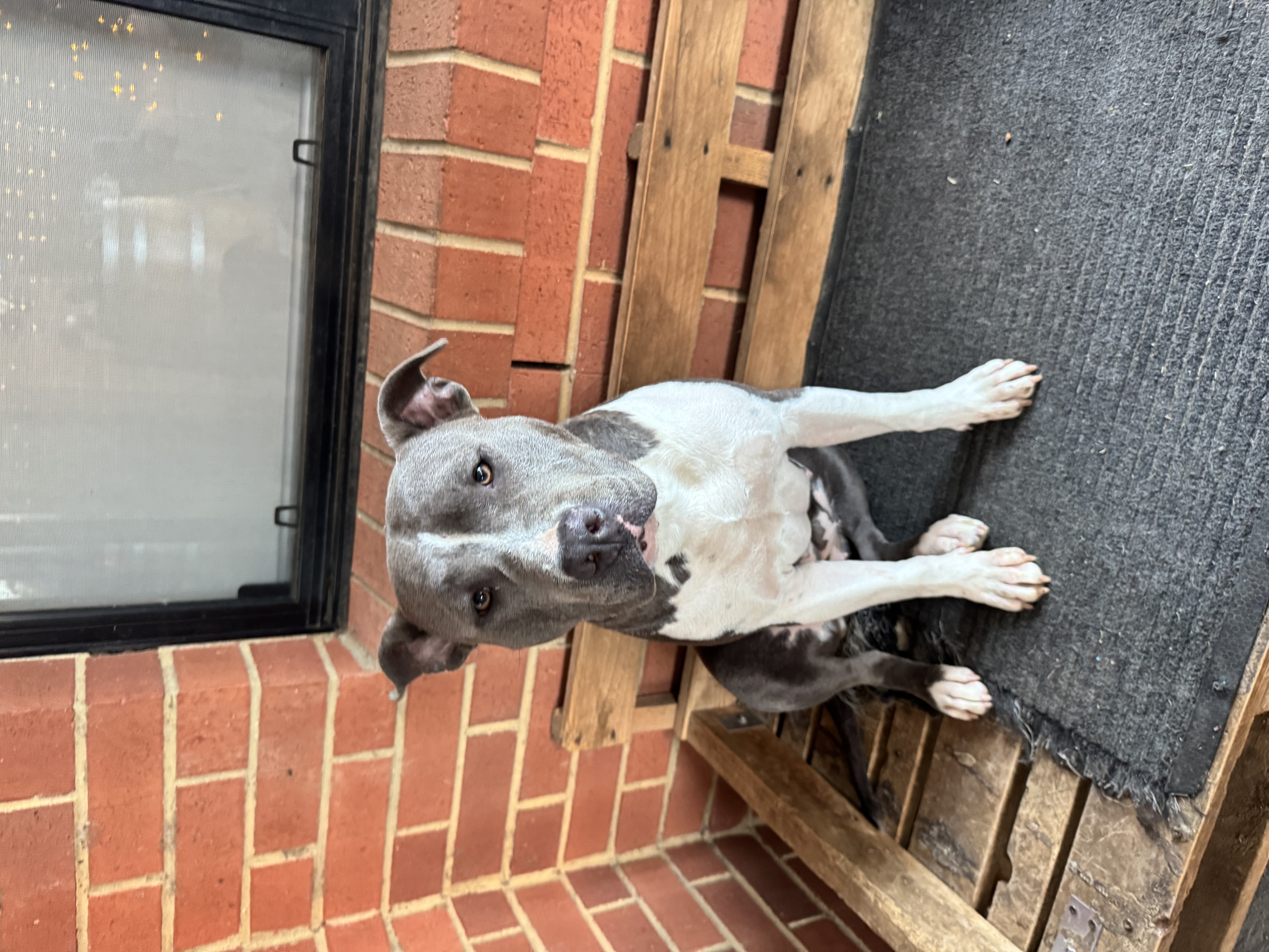 American Staffordshire Bull Terrier - Angle Vale - PetsForHomes