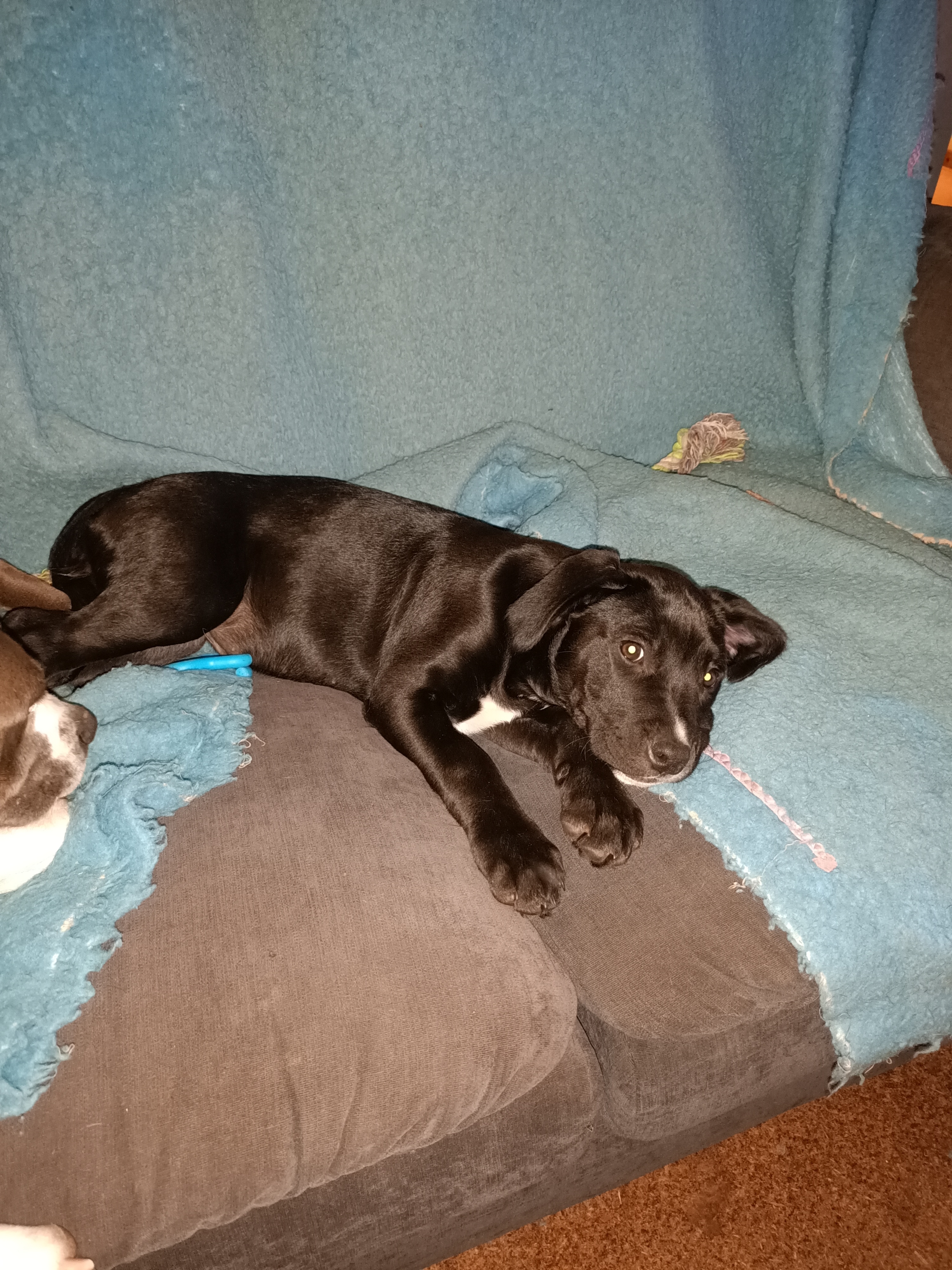 American Staffordshire Bull Terrier - Maffra - PetsForHomes