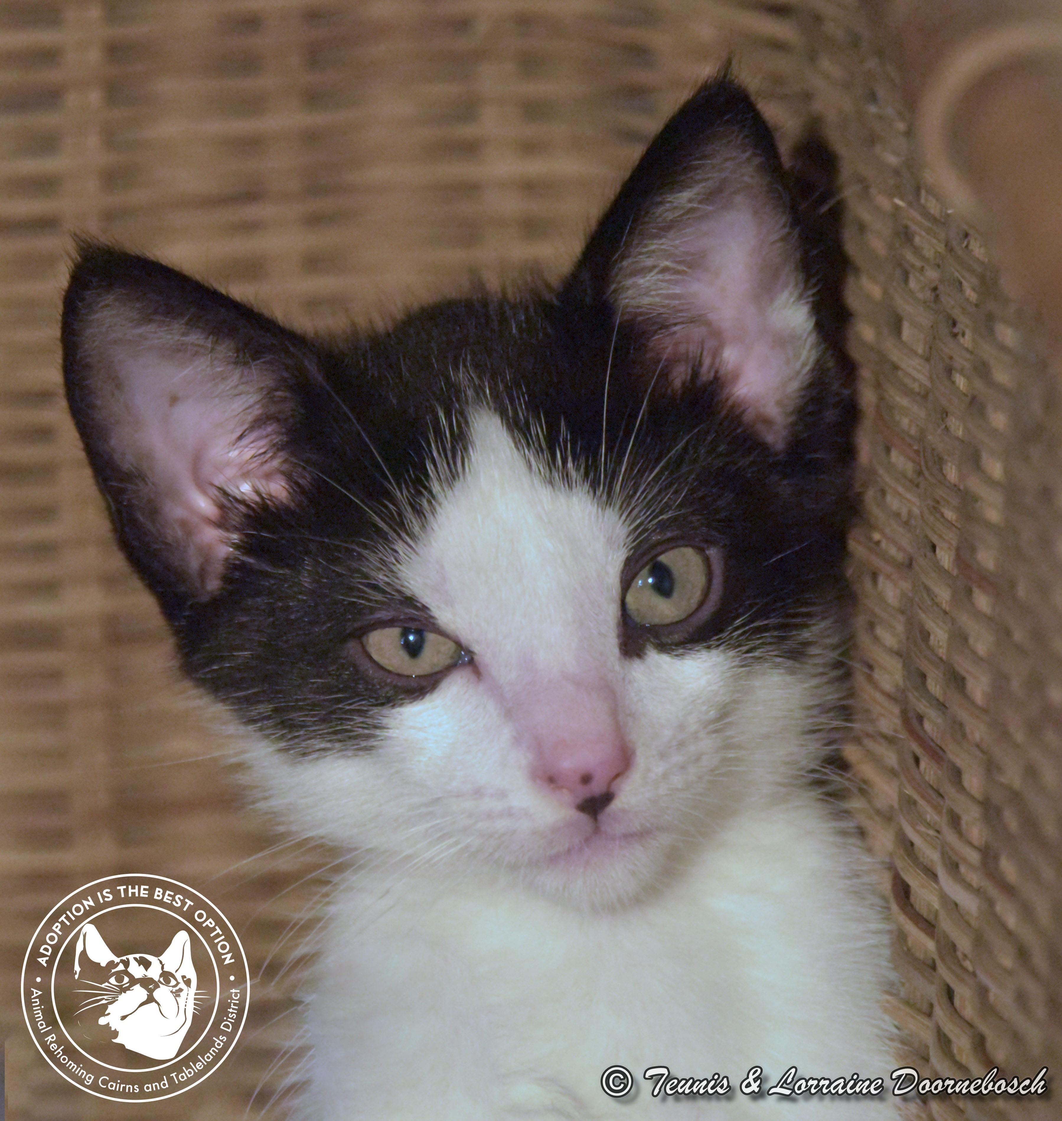 Domestic Short Hair (DSH) - Lorraine Doornebosch - PetsForHomes