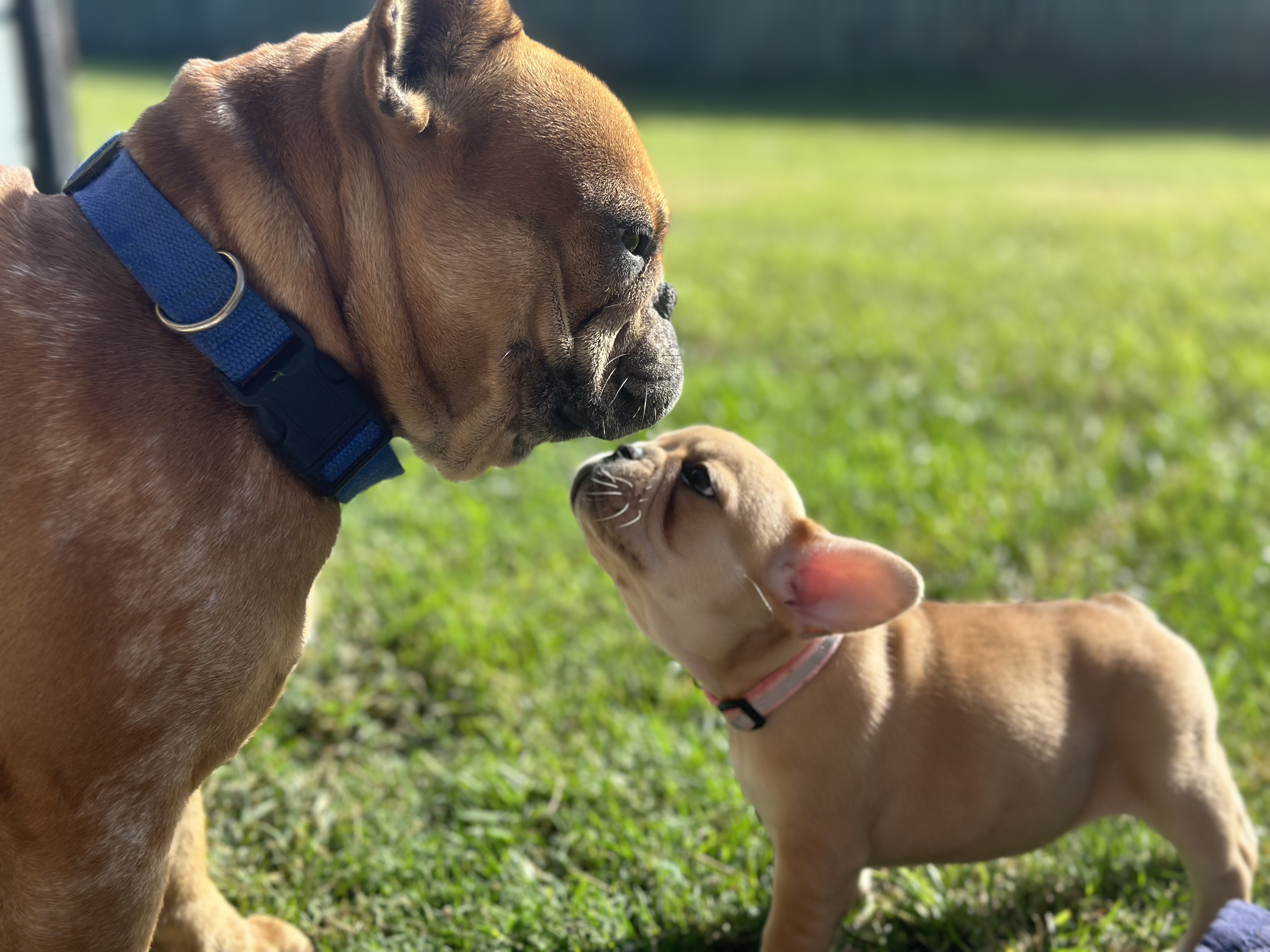 French Bulldog - Beaudesert - PetsForHomes