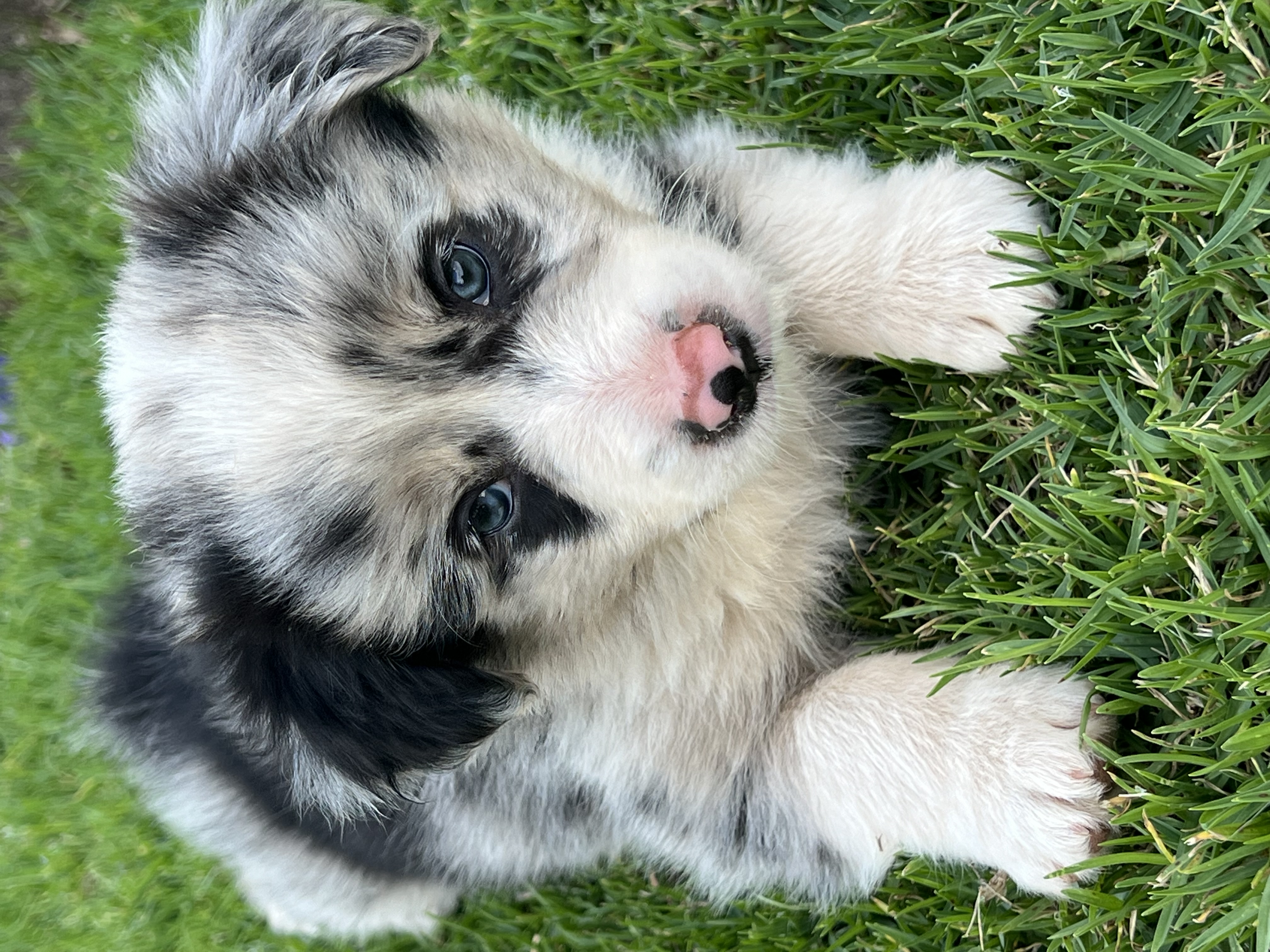 Border Collie - Melanie Moody - PetsForHomes