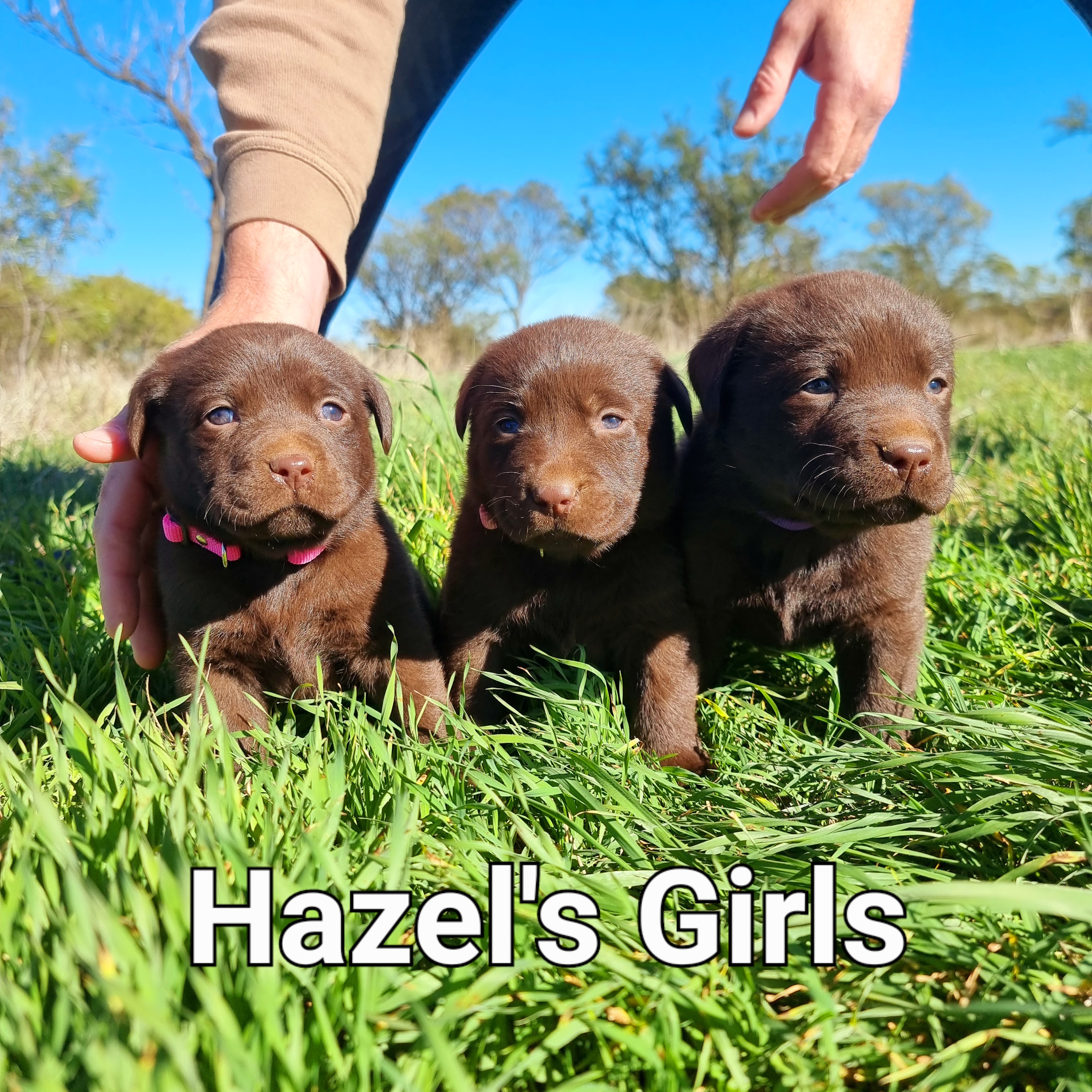 Female Chocolate Labrador