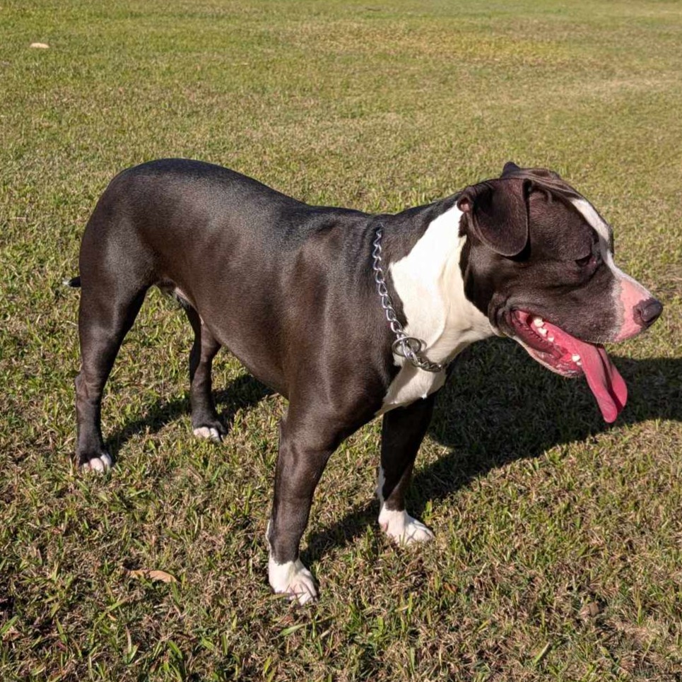 American Staffordshire Bull Terrier - DemiGod Austaffs - PetsForHomes