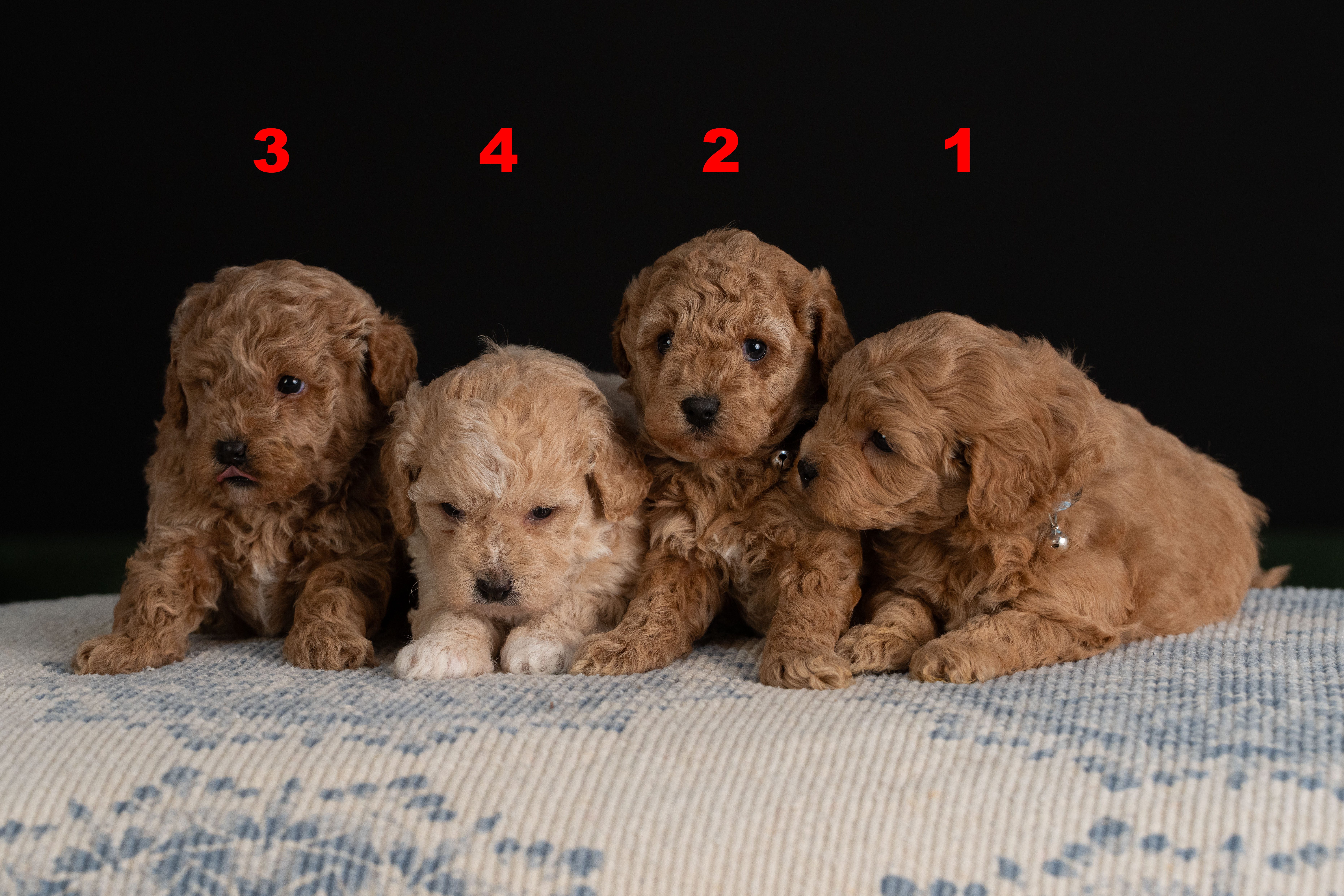 Cavoodle - Dubbo - PetsForHomes