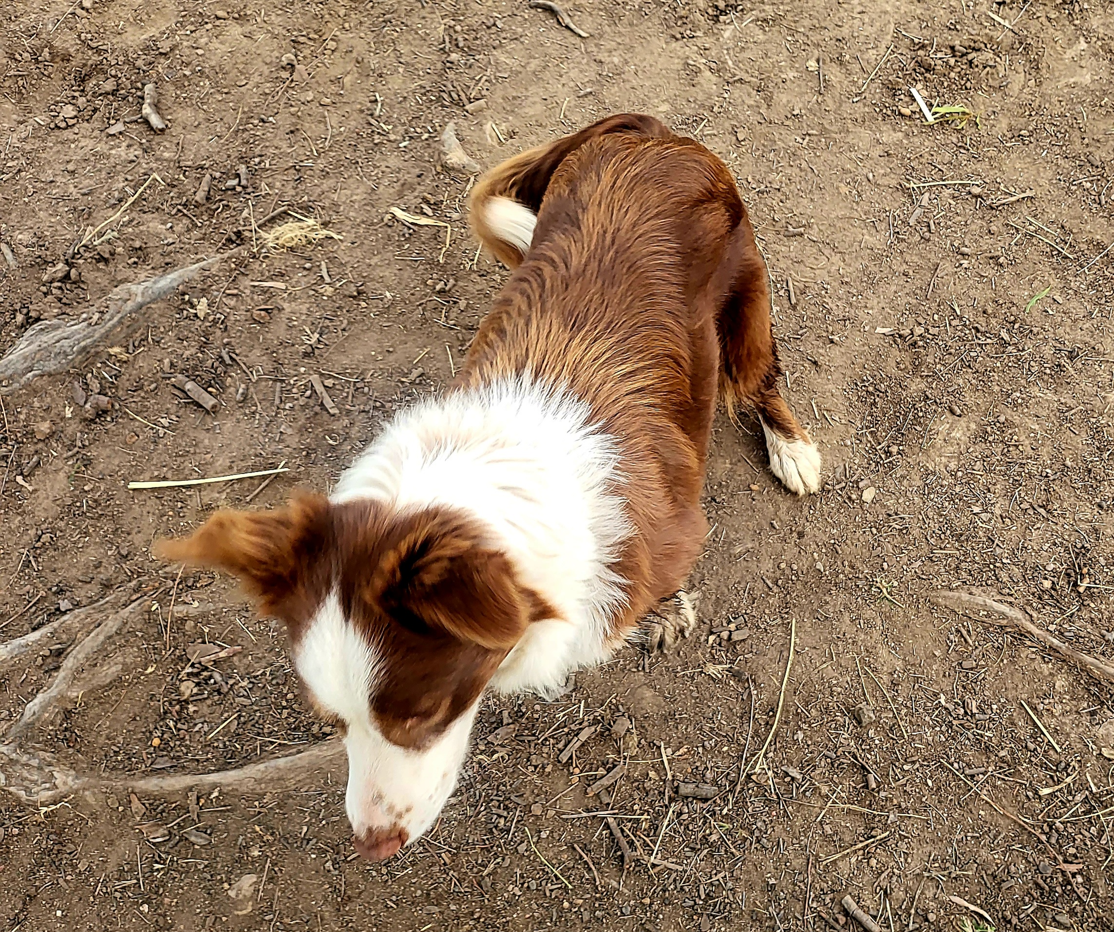 Border Collie - Mount Larcom - PetsForHomes