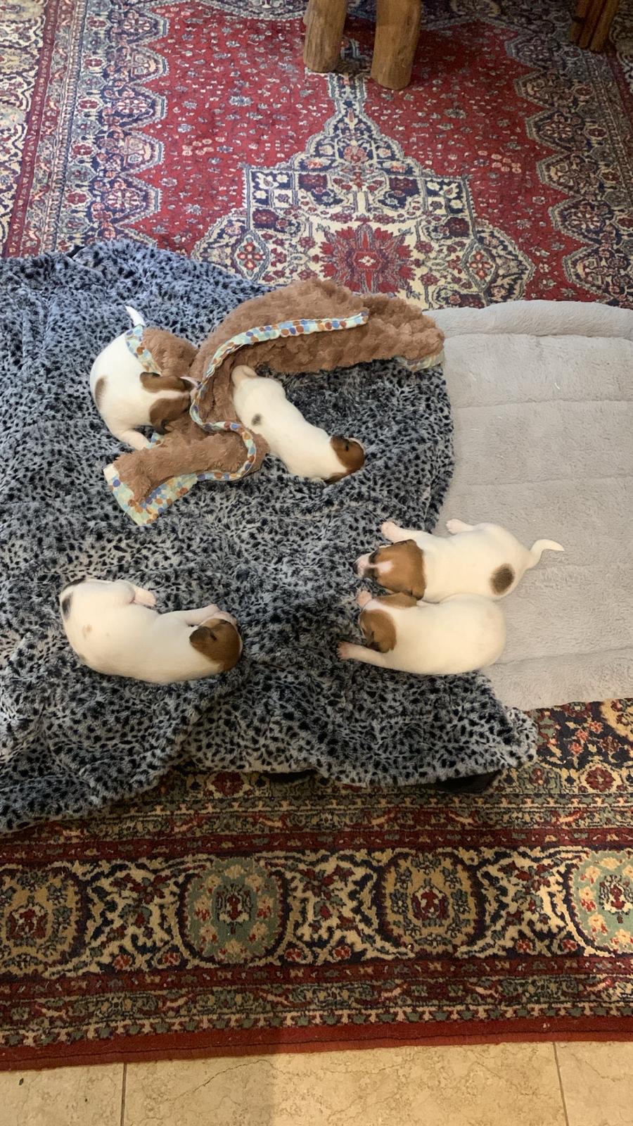 Jack Russell - Robertson - PetsForHomes