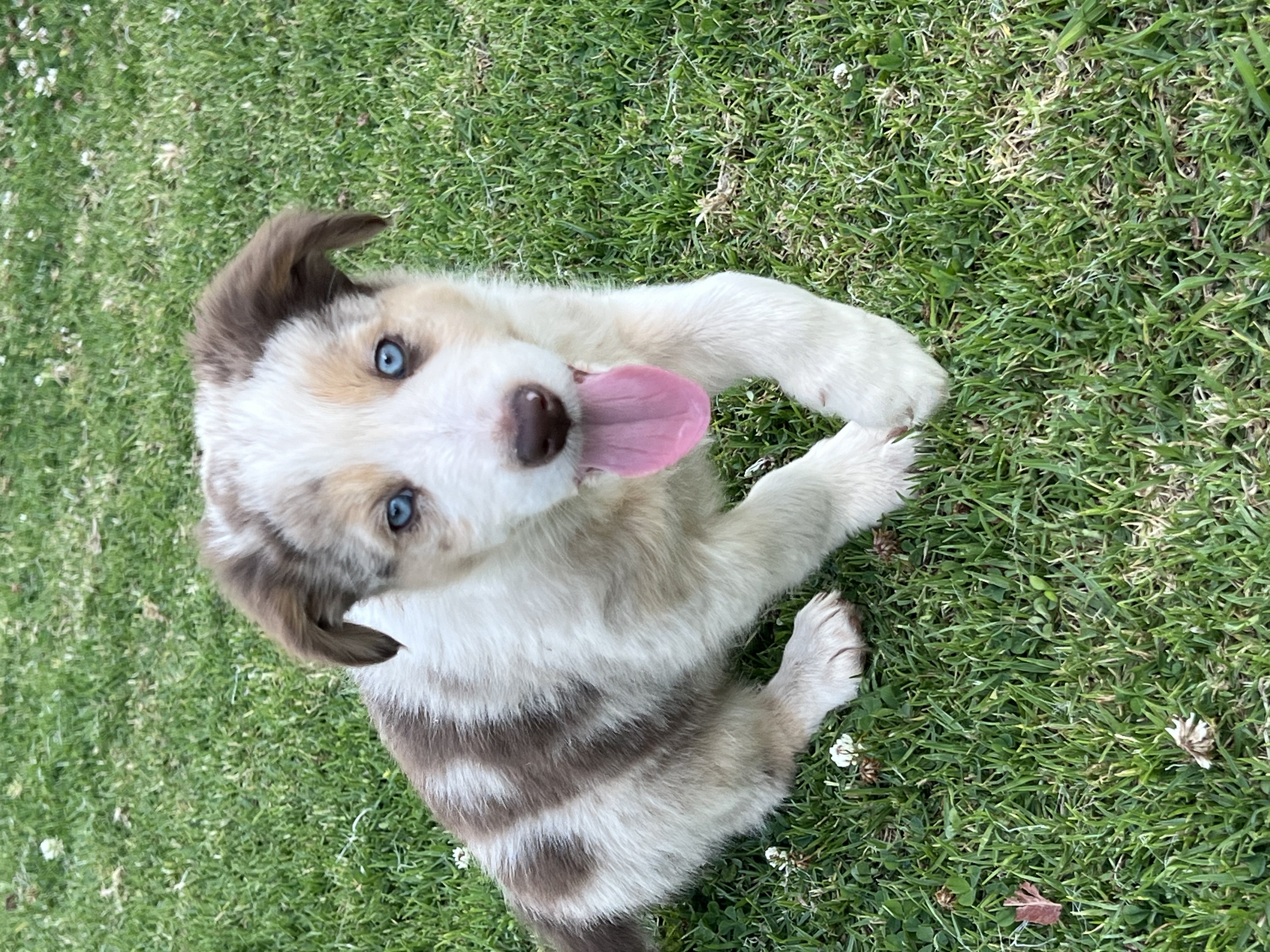 Border Collie - Melanie Moody - PetsForHomes