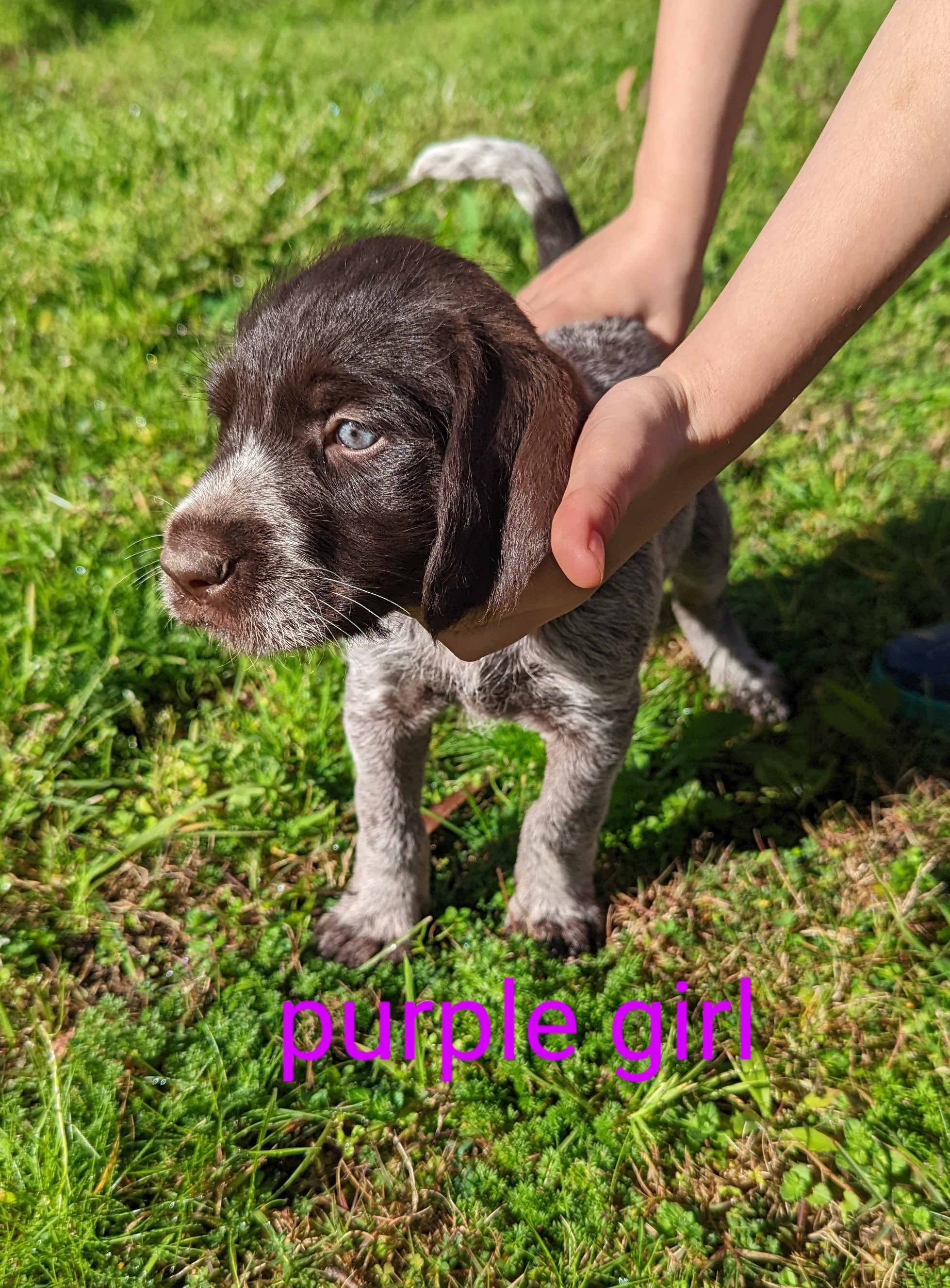 German Wirehaired Pointer - Douglas Park - PetsForHomes