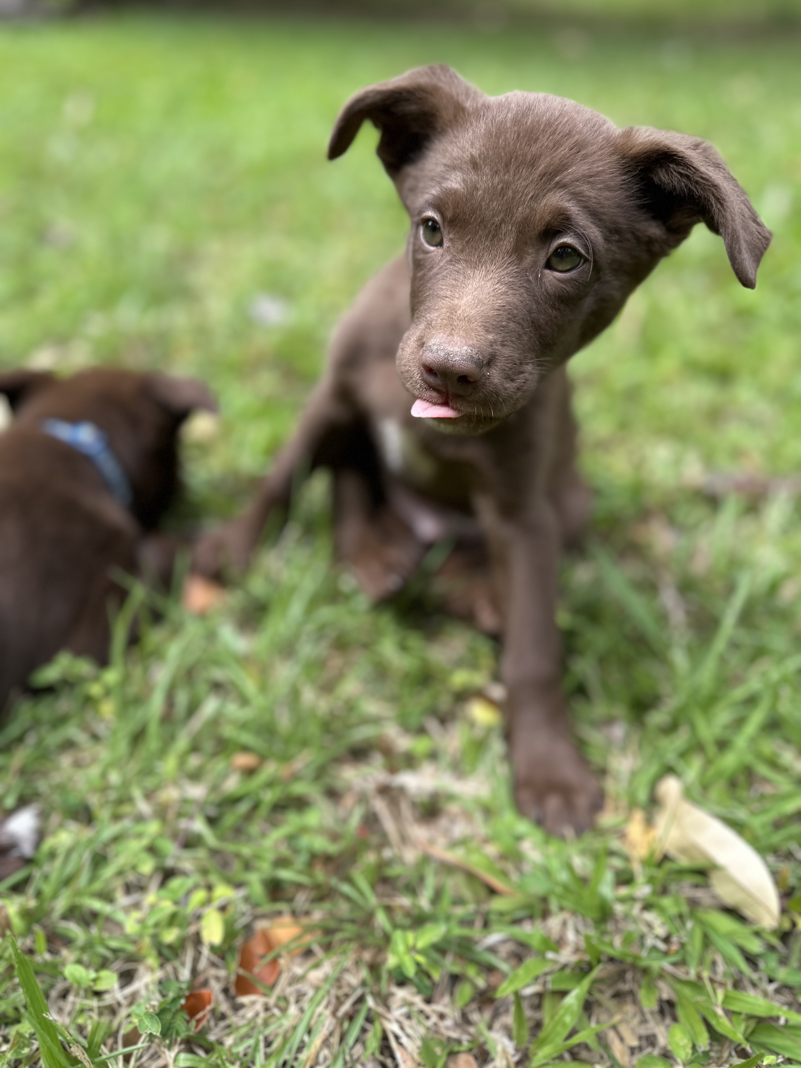 Dogs - Bloomfield - PetsForHomes