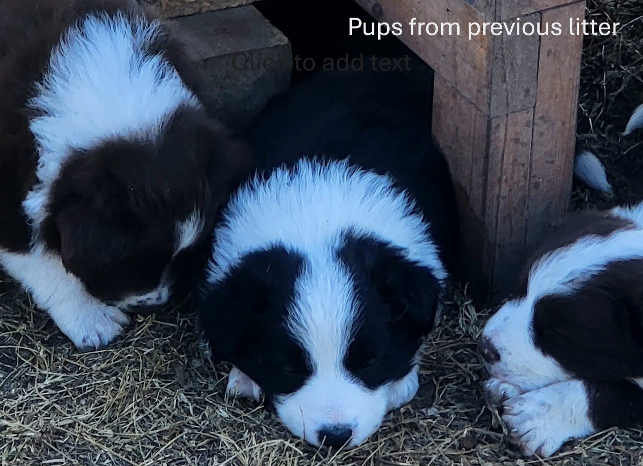 Border Collie - Mount Larcom - PetsForHomes