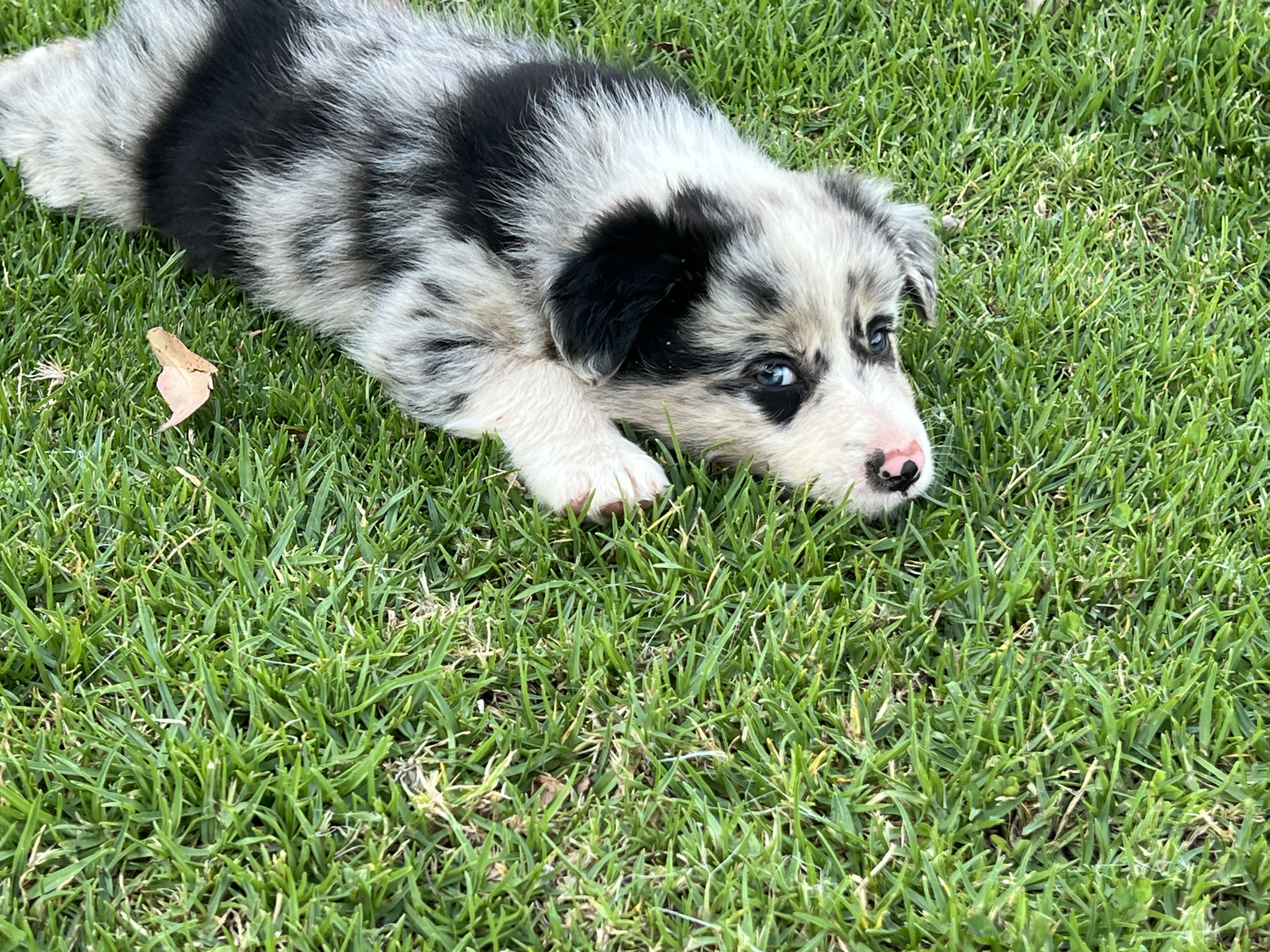Border Collie - Melanie Moody - PetsForHomes