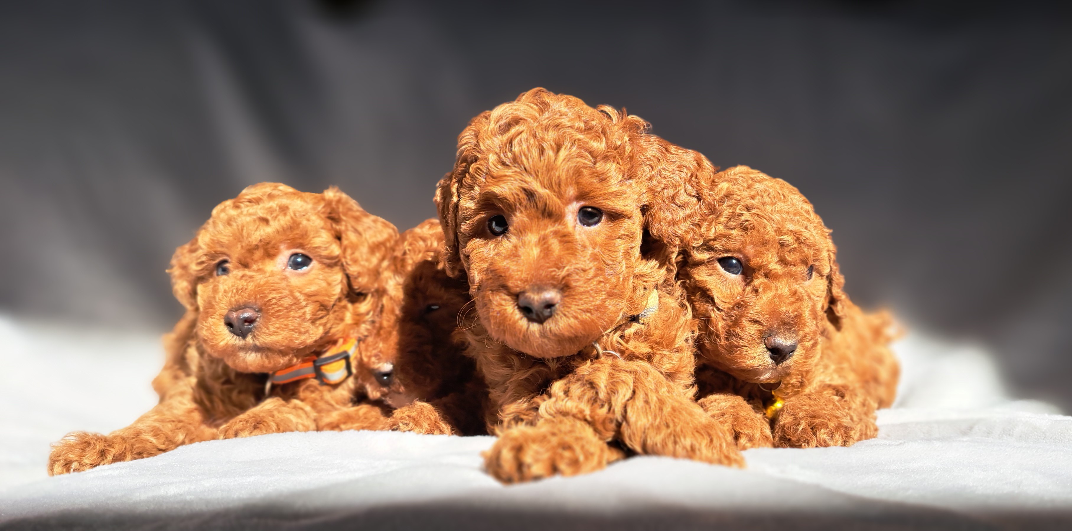 Toy Poodle - Essendon - PetsForHomes