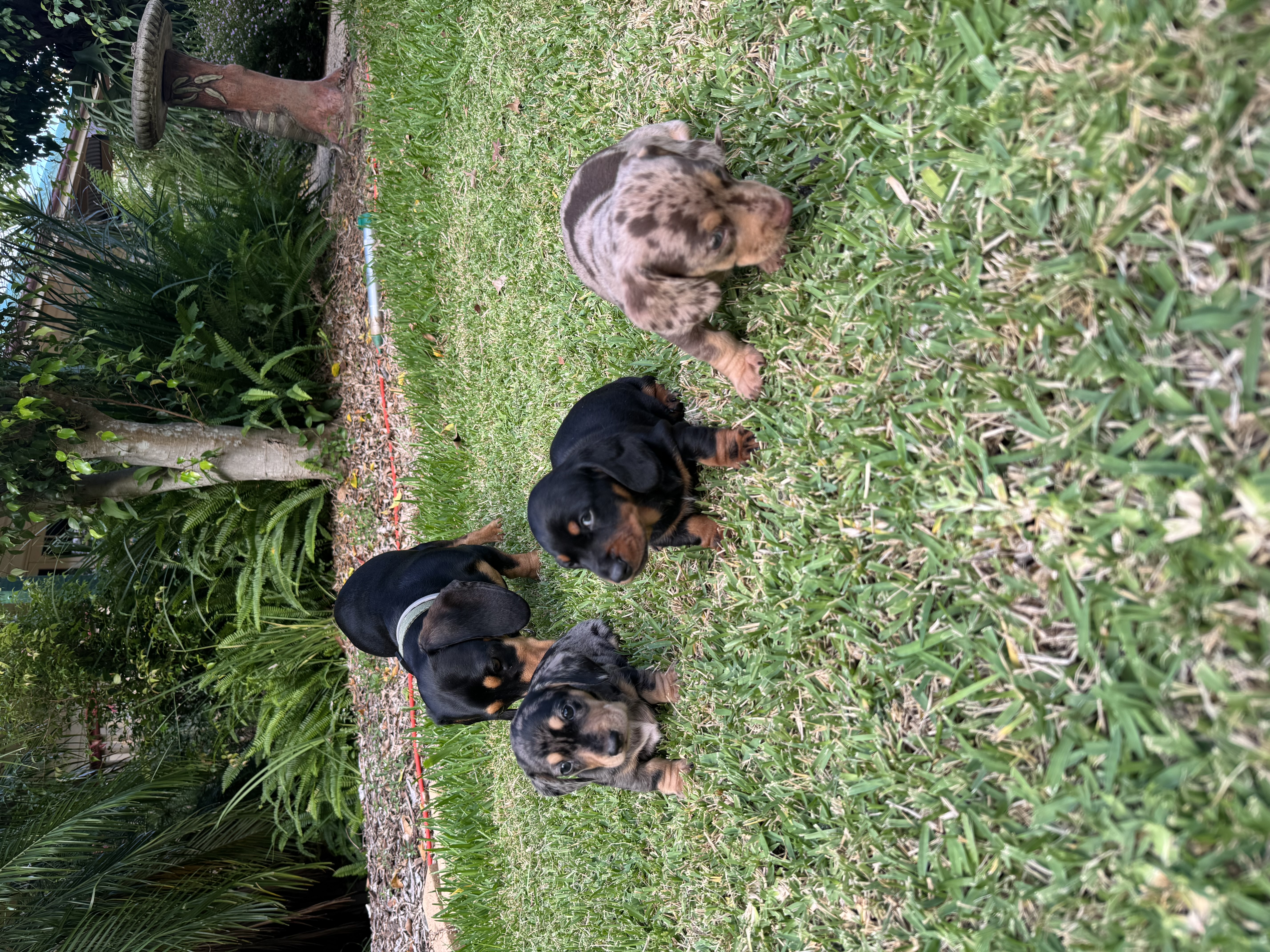 Dapple - Hollywell - PetsForHomes