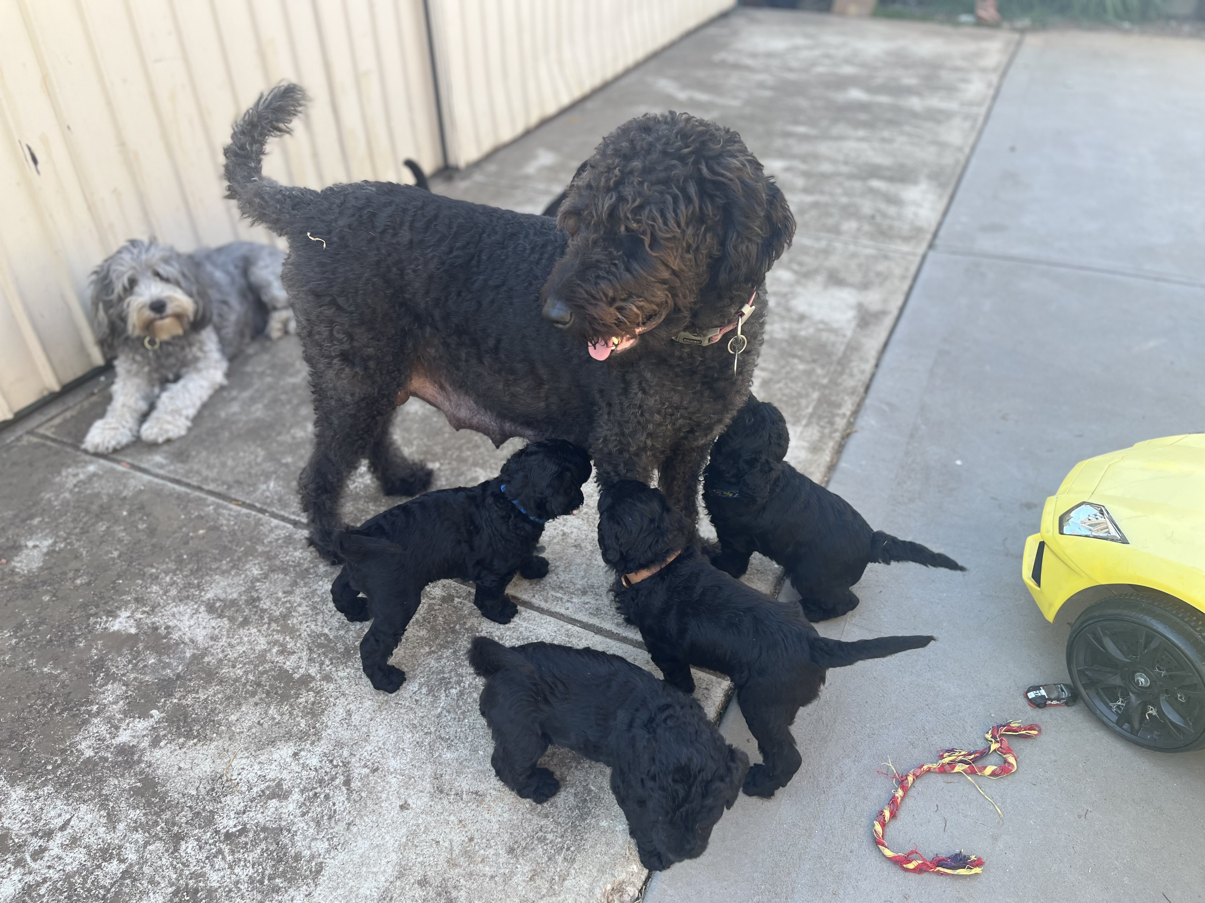 Labradoodle - Findon - PetsForHomes