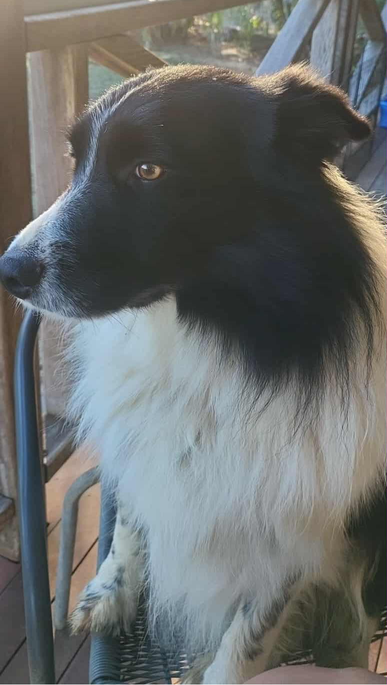 Border Collie - Mount Larcom - PetsForHomes