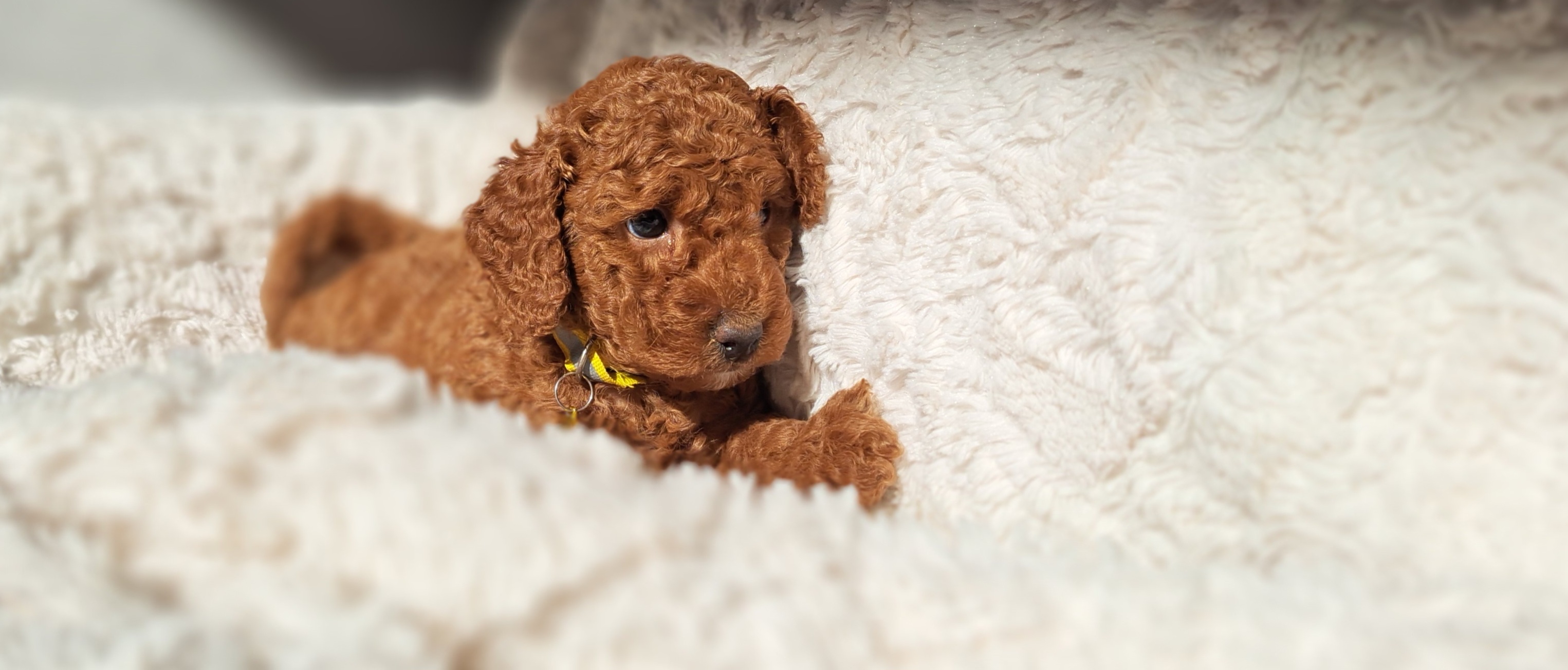 Toy Poodle - Essendon - PetsForHomes