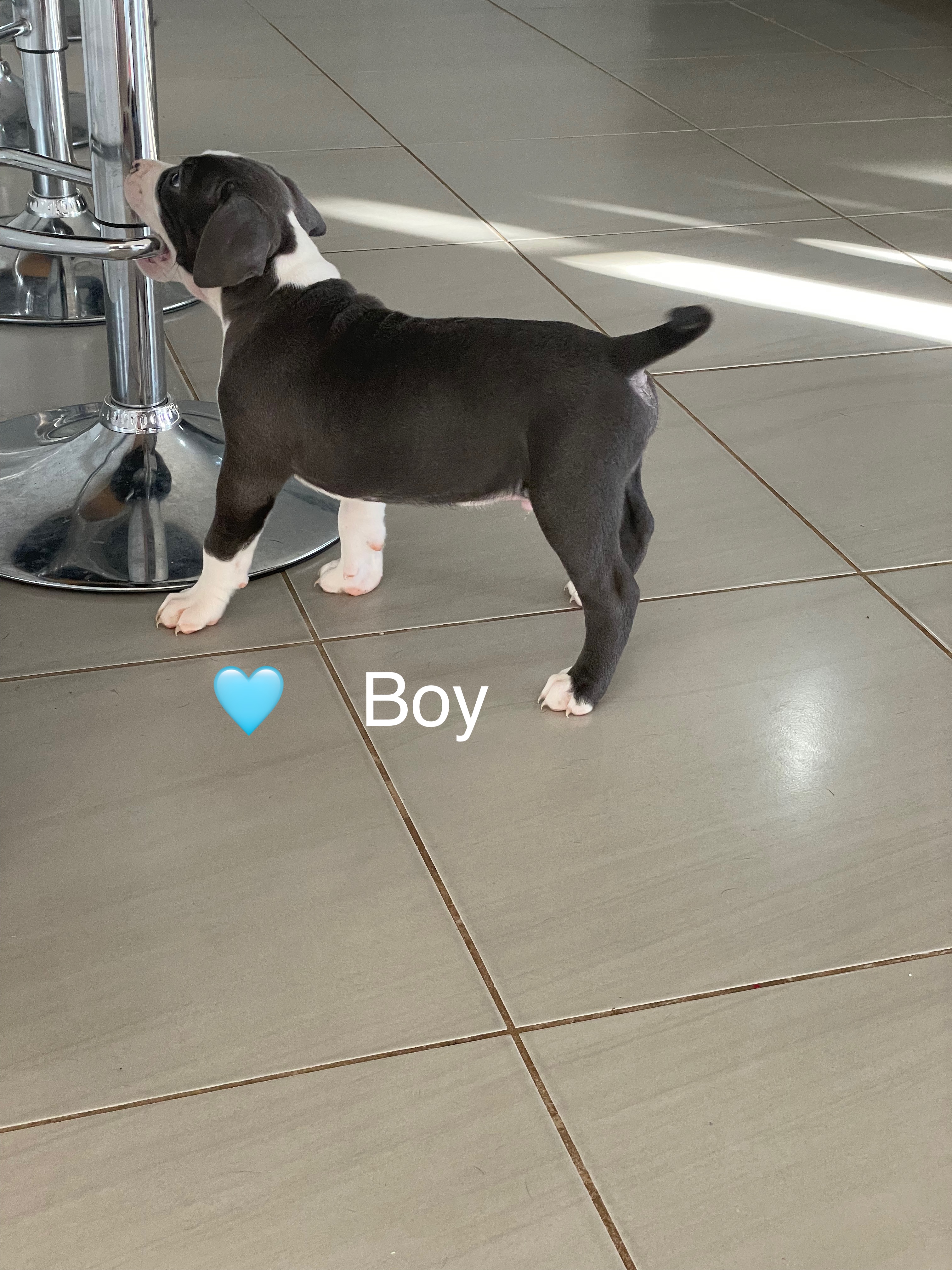 American Staffordshire Bull Terrier - Dubbo - PetsForHomes