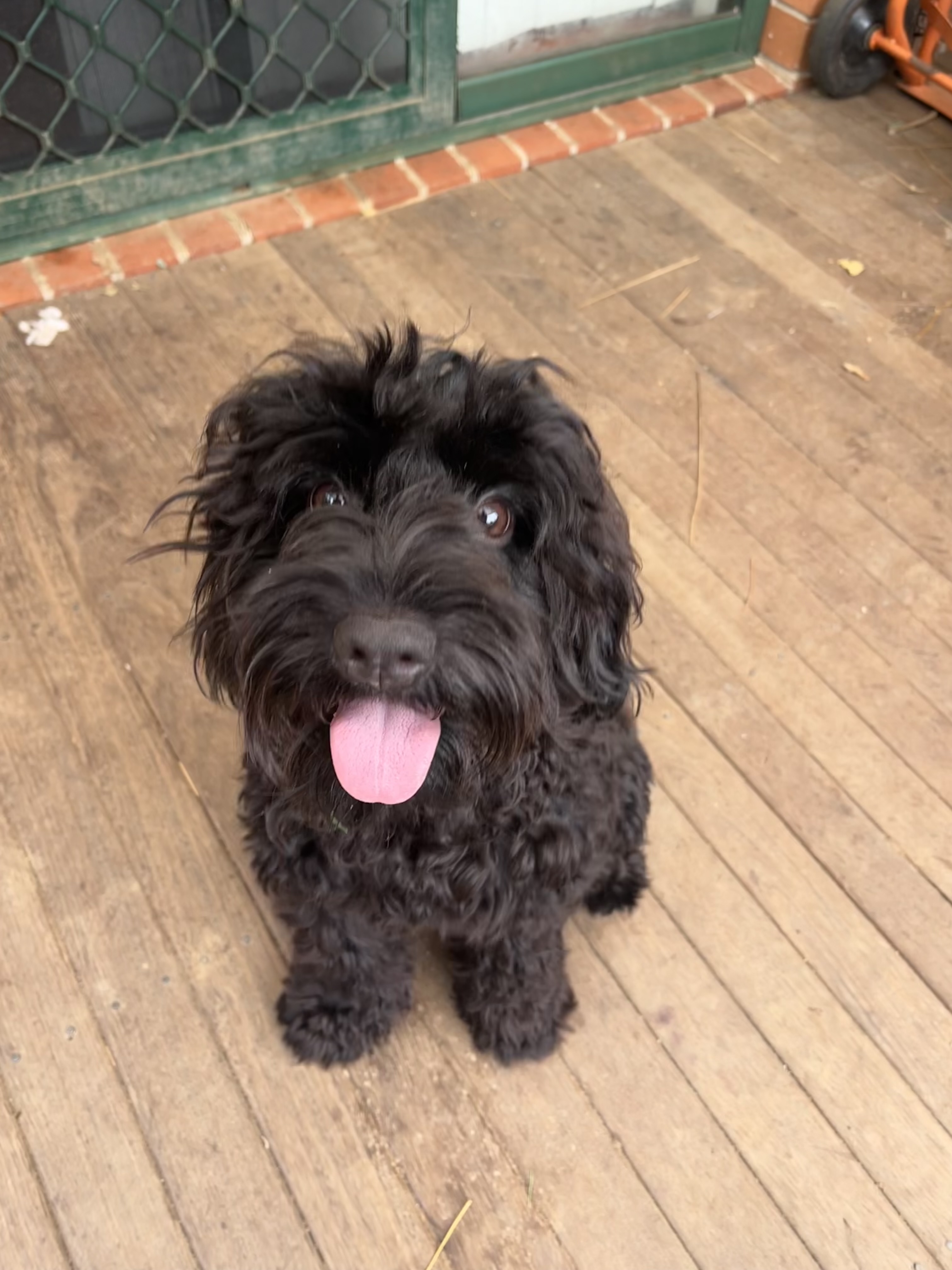 Cavoodle - Narellan - PetsForHomes