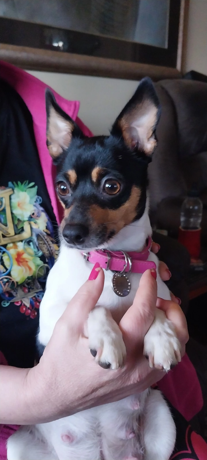 Tenterfield Terrier - Renmark - PetsForHomes